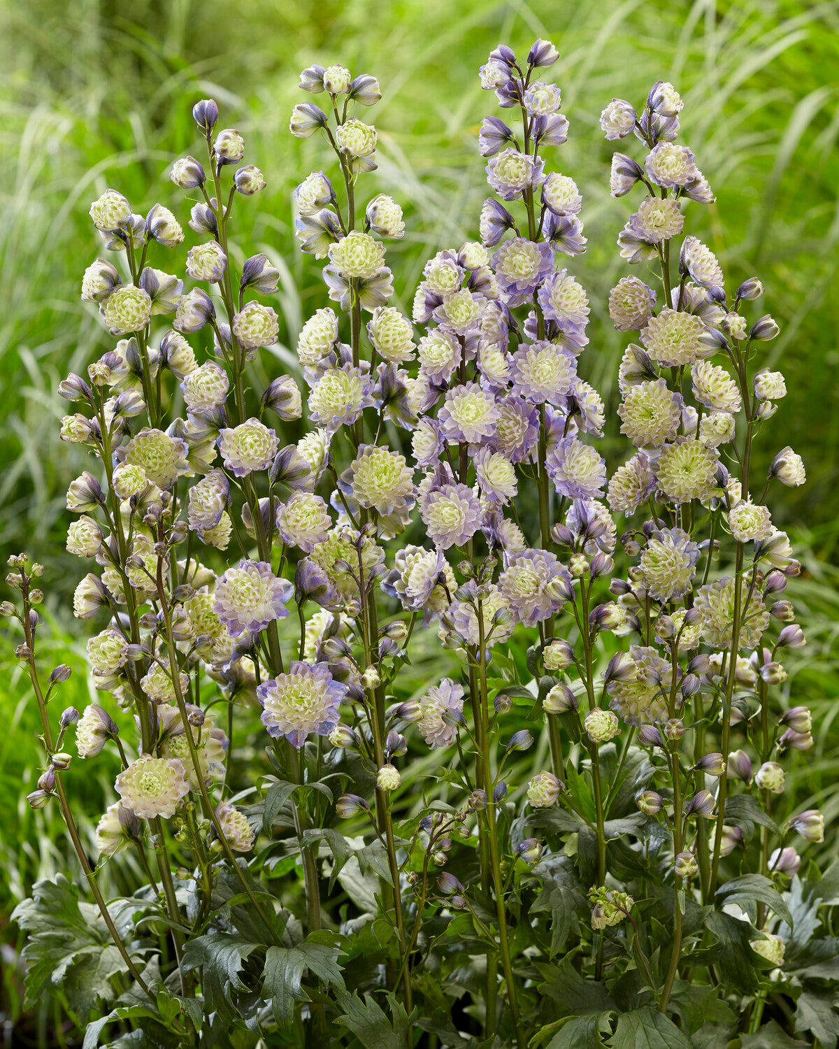 Delphinium 'Dream Sensation' (Highlander Series) bare roots | Buy ...