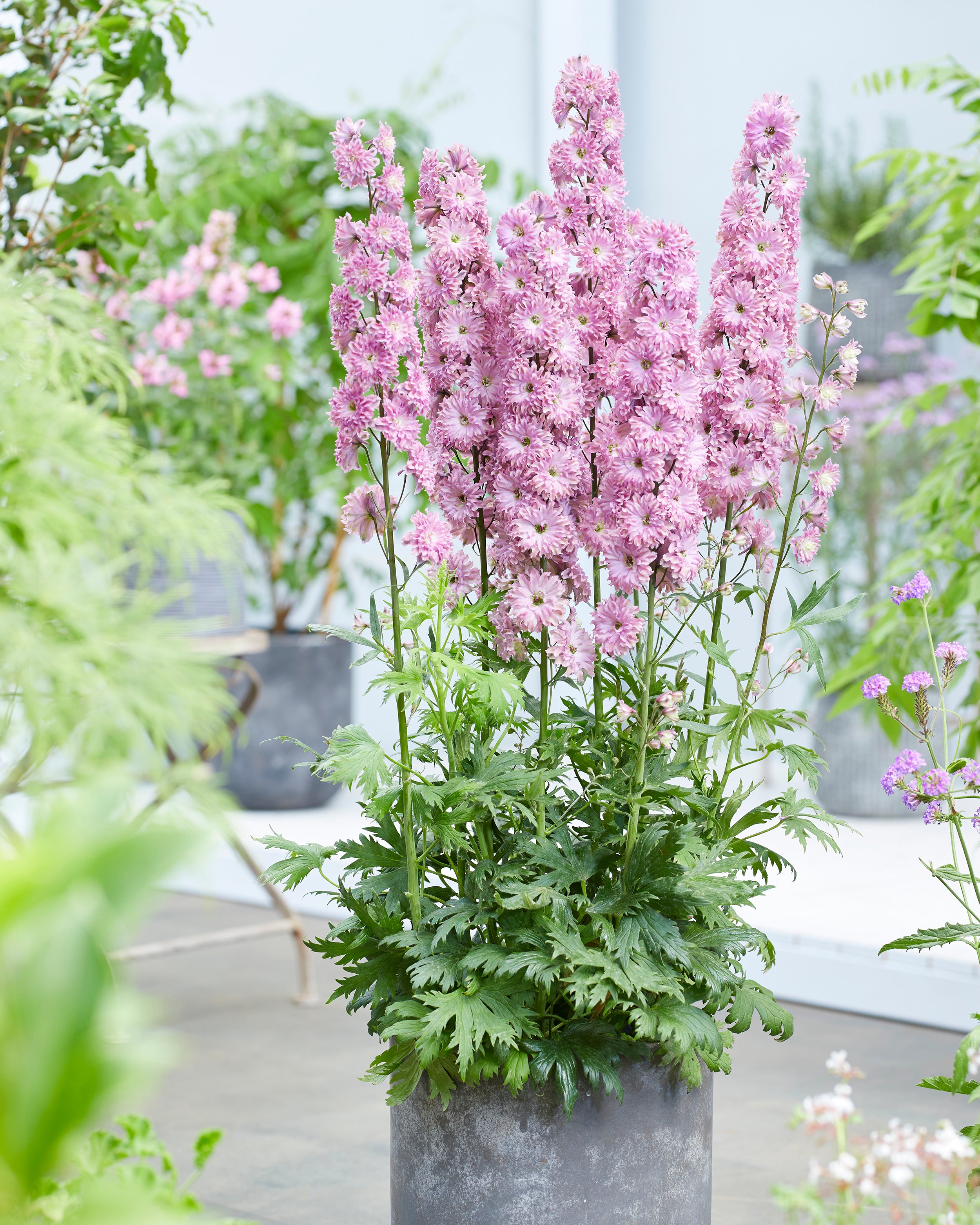 Delphinium 'Flamenco' bare roots — Buy dusky pink larkspur online at ...