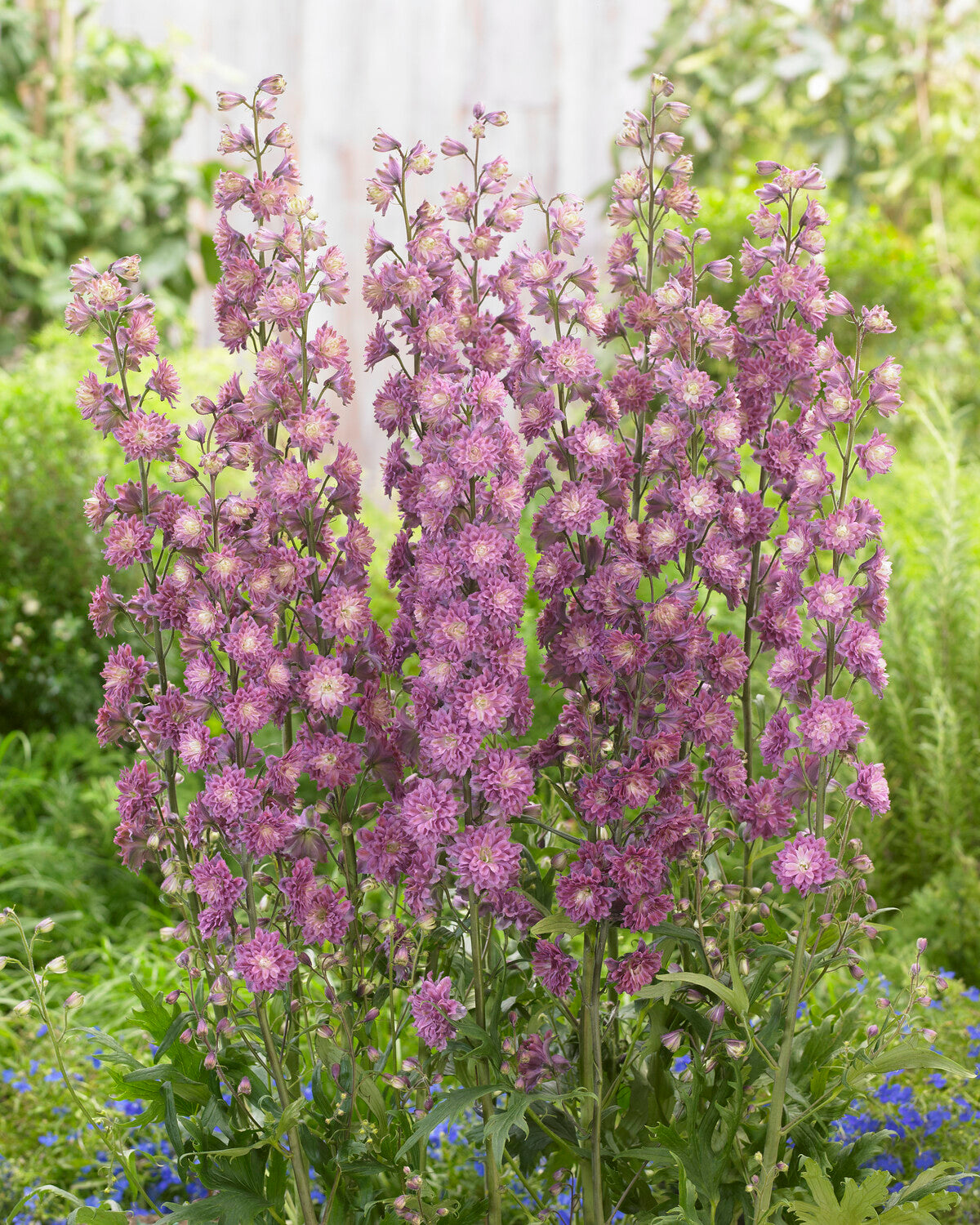 Delphinium 'Flamenco' bare roots | Buy dusky pink larkspur online at ...