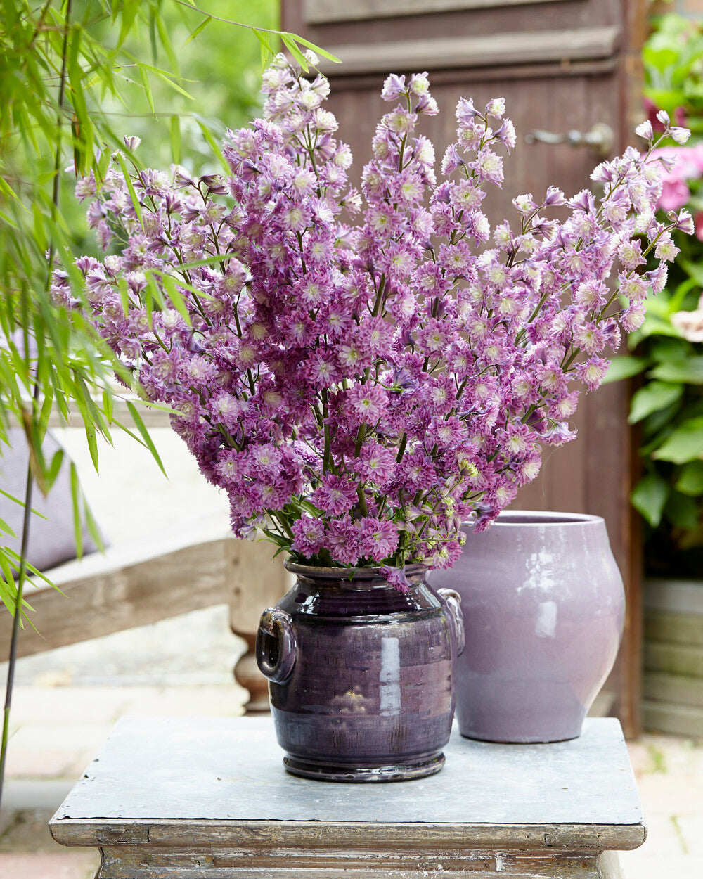 Delphinium 'Flamenco' bare roots | Buy dusky pink larkspur online at ...