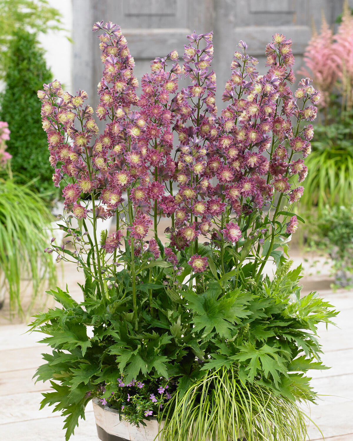 Delphinium 'Flamenco' bare roots — Buy dusky pink larkspur online at ...