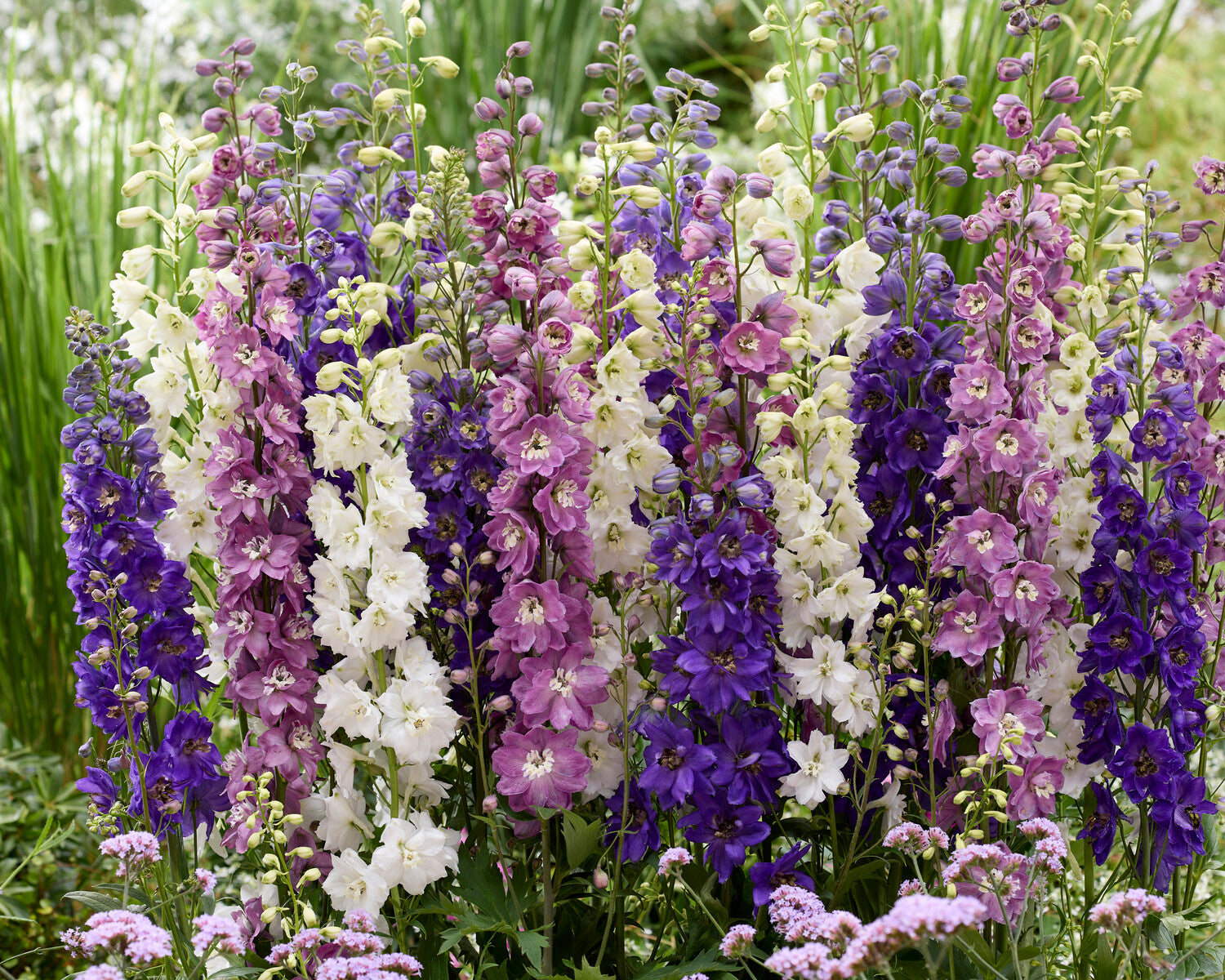Delphinium 'Magic Fountains Mix' bare roots — Buy mixed larkspur online ...