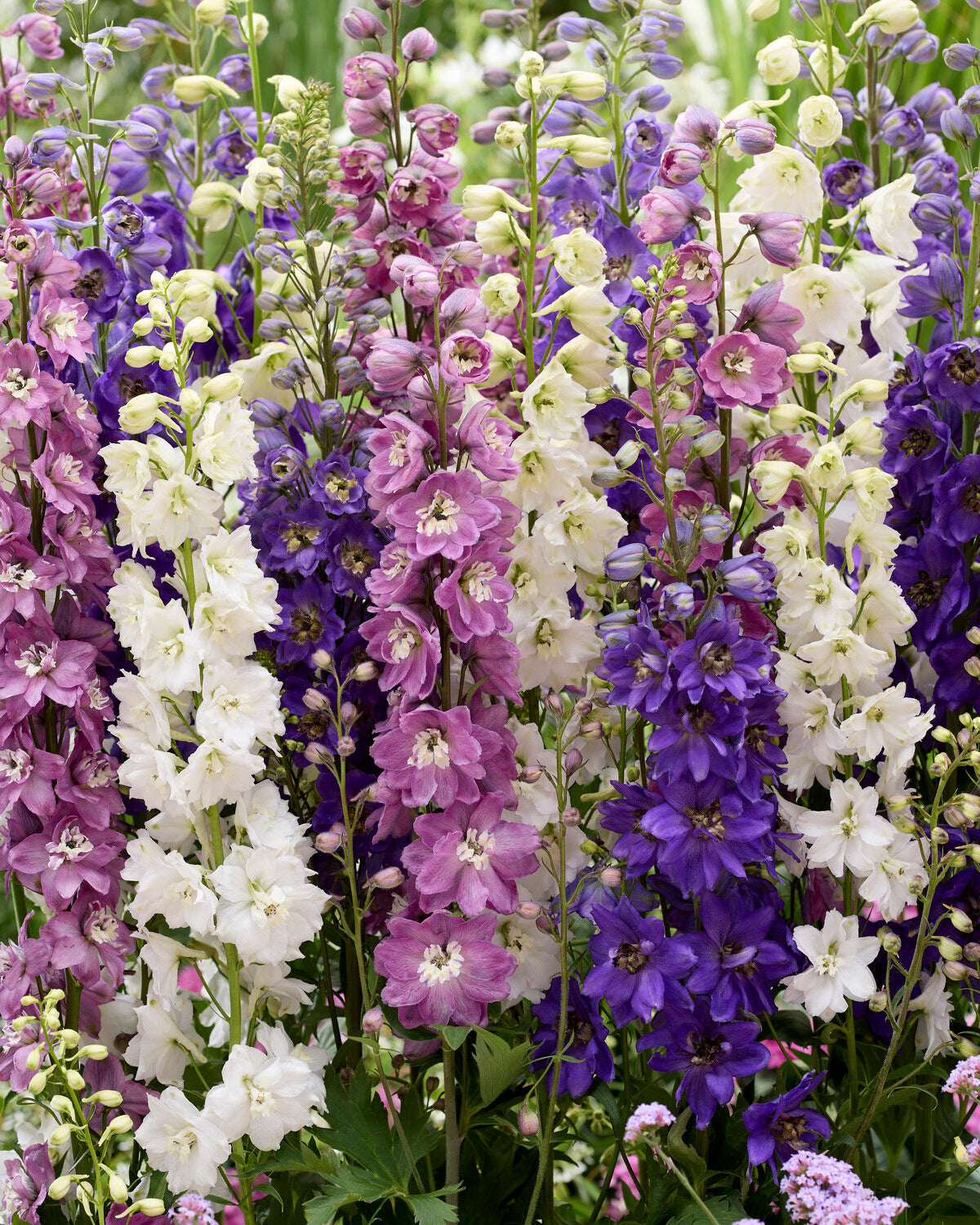 Delphinium 'Magic Fountains Mix' bare roots — Buy mixed larkspur online at Farmer Gracy UK