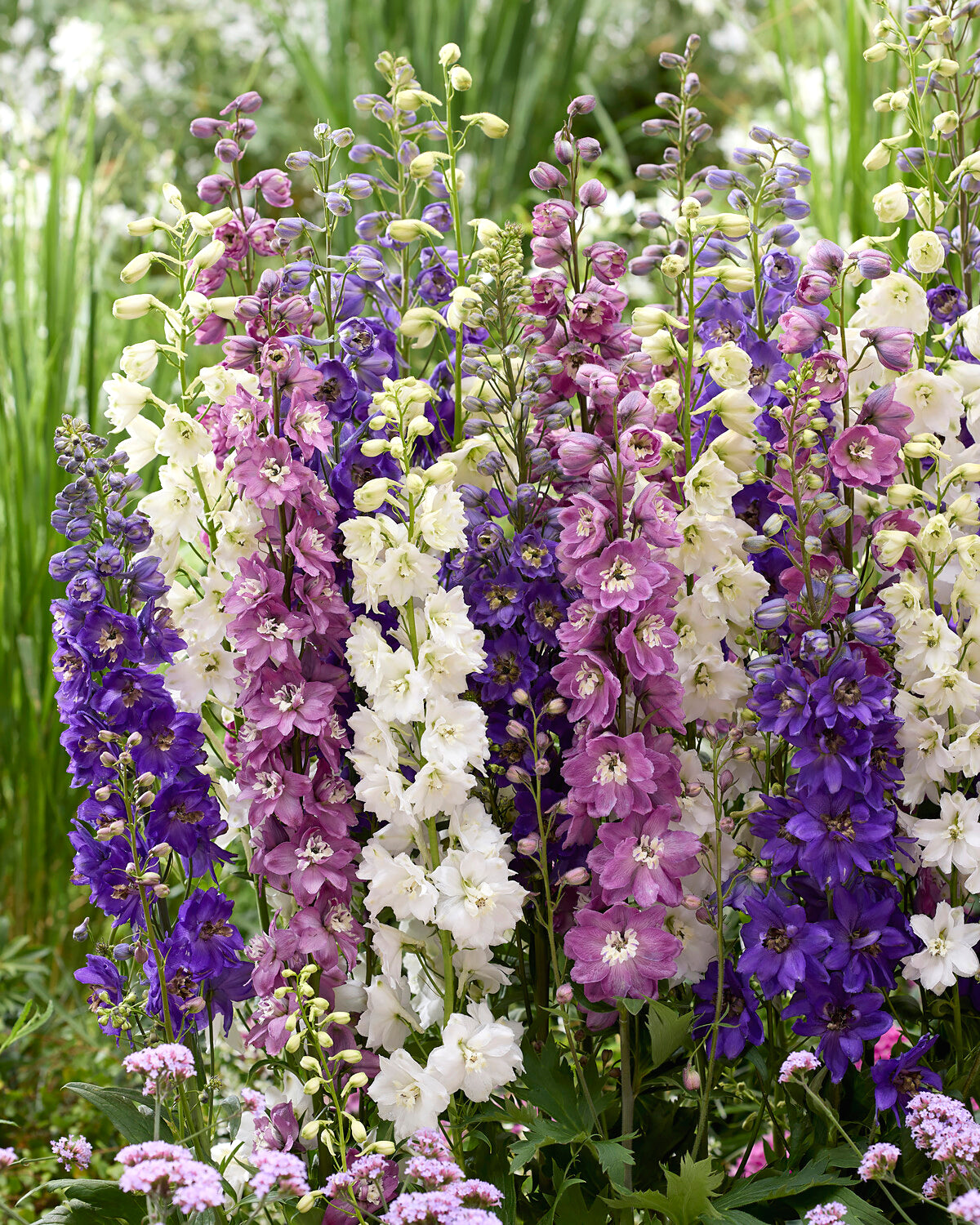 Delphinium 'Magic Fountains Mix' bare roots — Buy mixed larkspur online ...