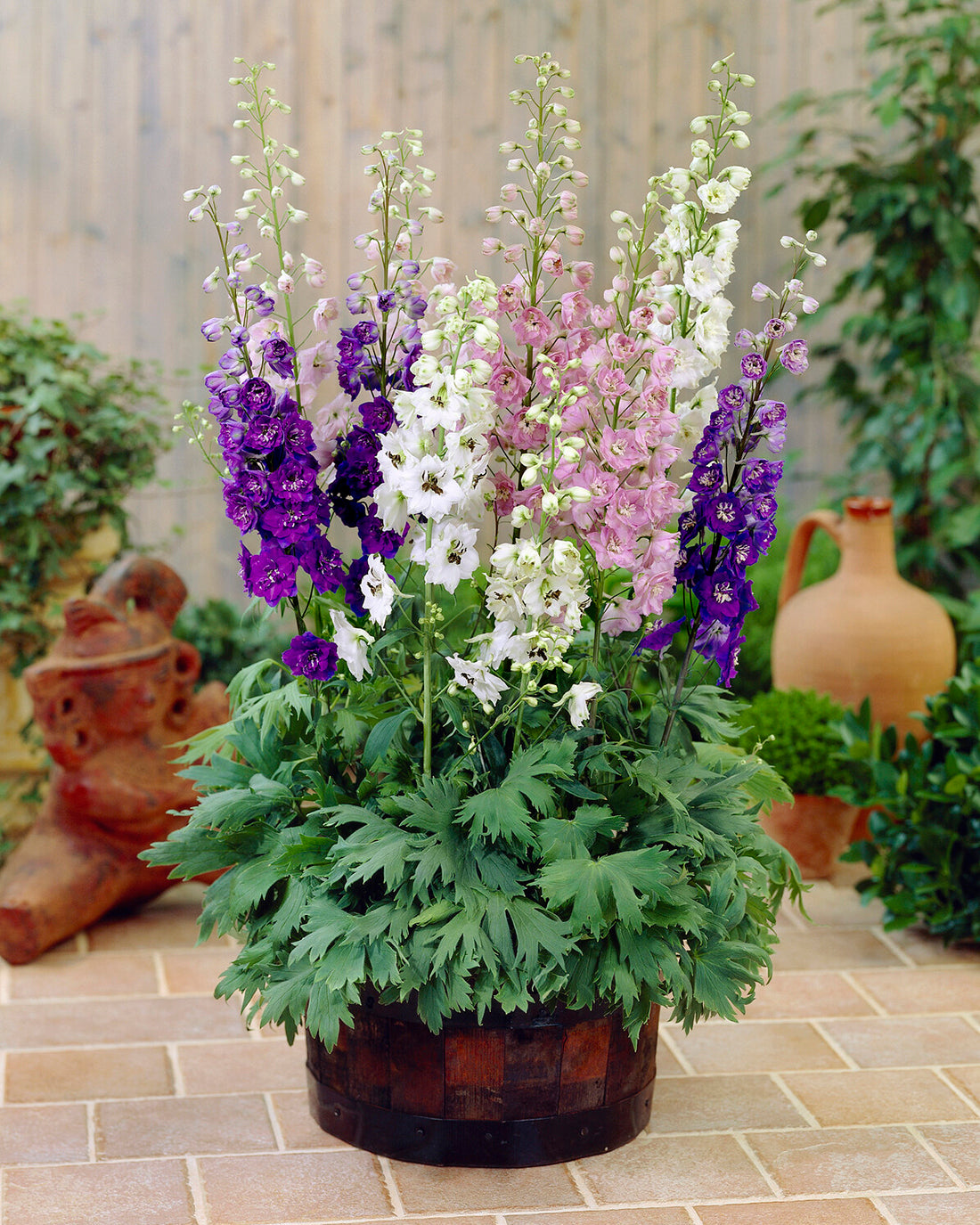 Delphinium 'Magic Fountains Mix' bare roots — Buy mixed larkspur online ...
