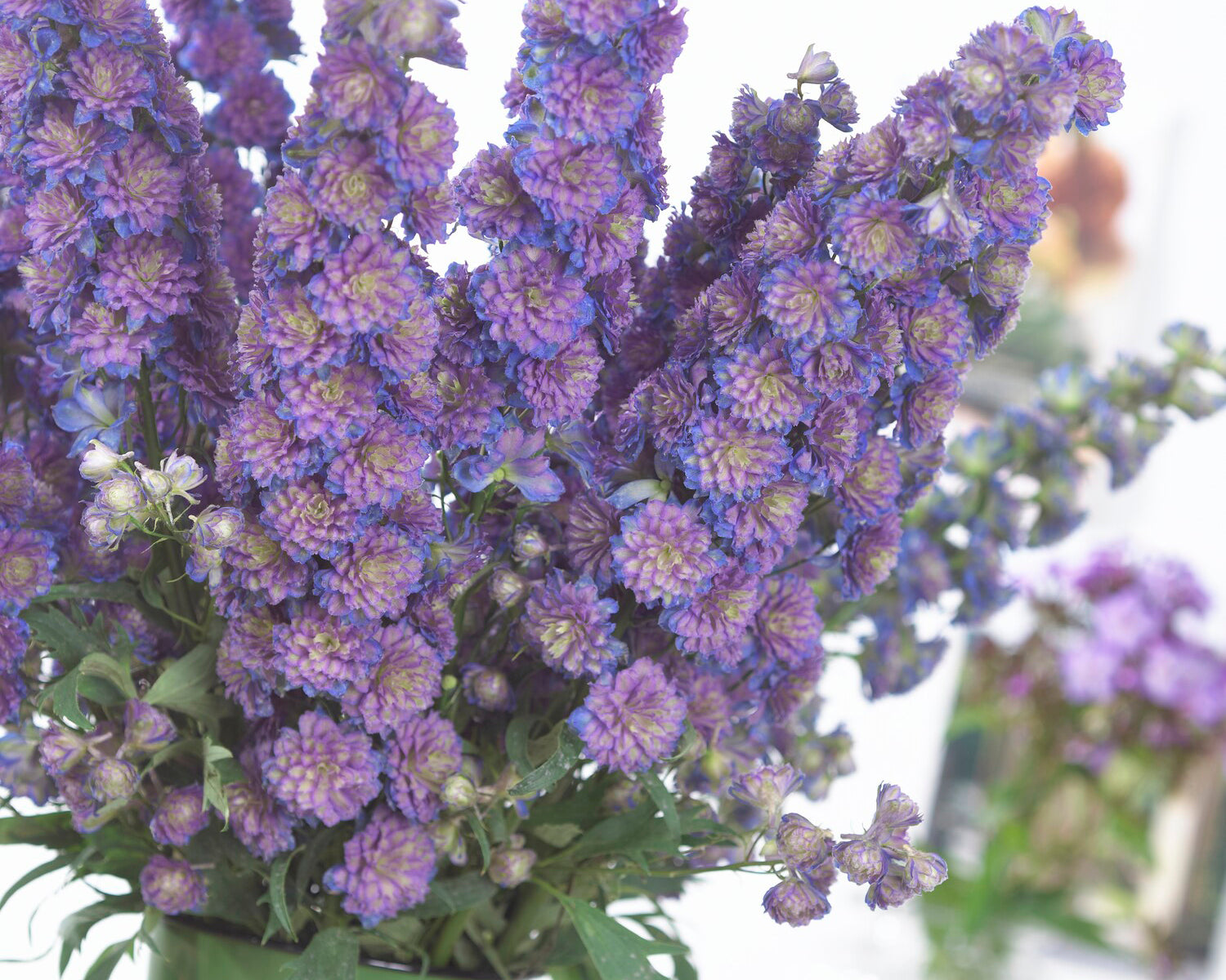 Delphinium 'Sweet Sensation' (Highlander Series) bare roots | Buy blue ...