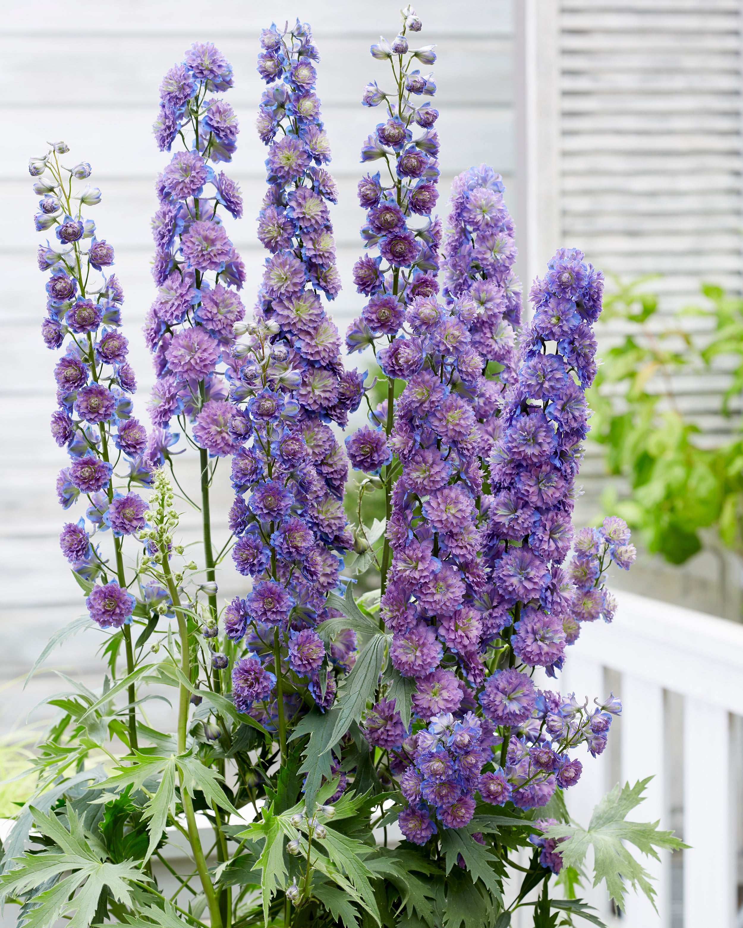 Delphinium 'Sweet Sensation' (Highlander Series) bare roots | Buy blue ...