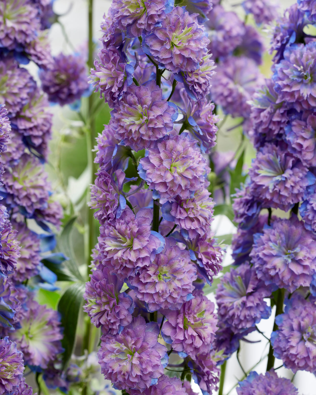 Delphinium 'Sweet Sensation' (Highlander Series) bare roots | Buy blue ...