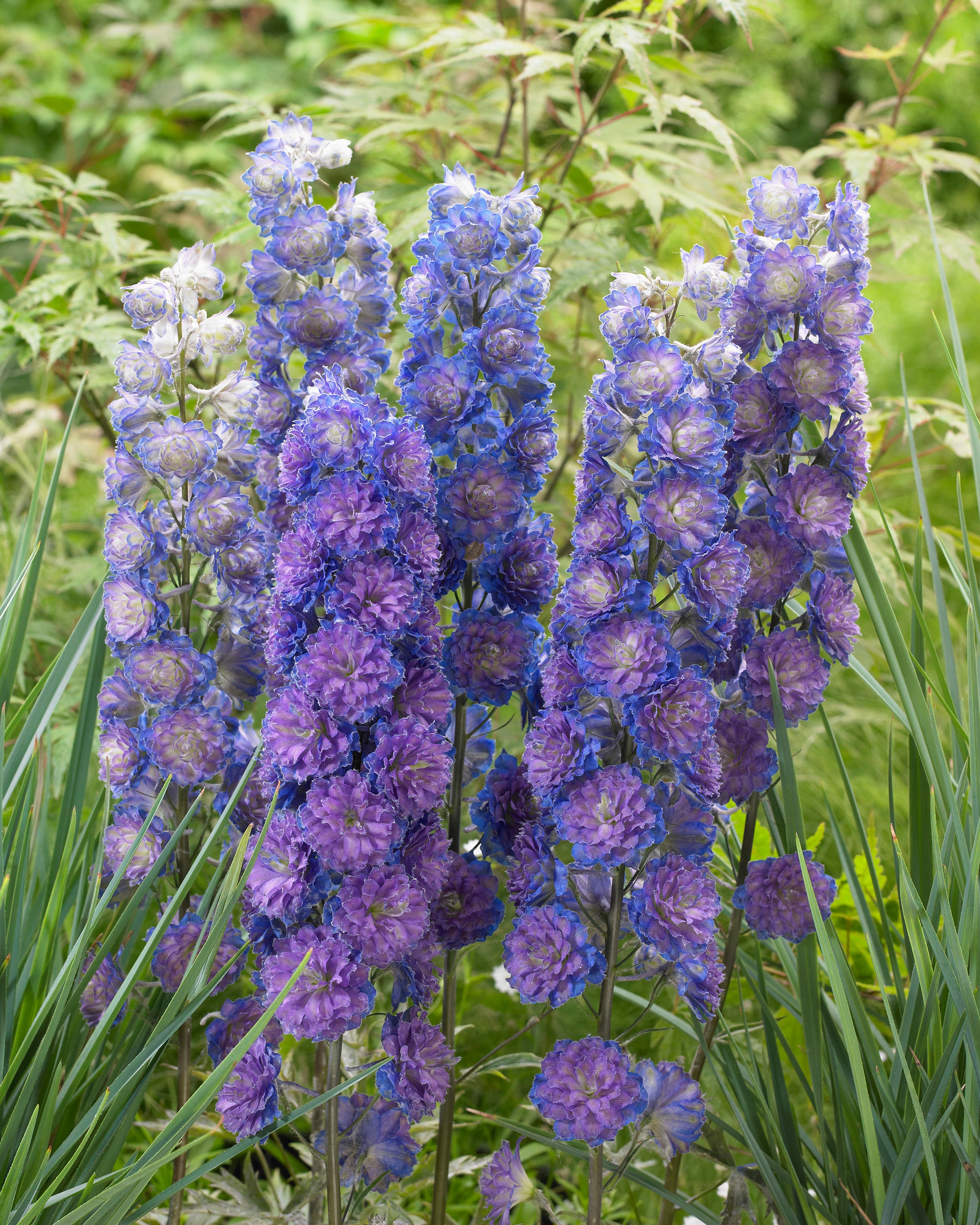 Delphinium 'Sweet Sensation' (Highlander Series) bare roots — Buy blue ...