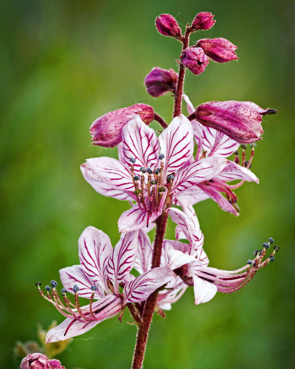 Dictamnus albus var. purpureus (dittany) bare roots — Buy purple ...