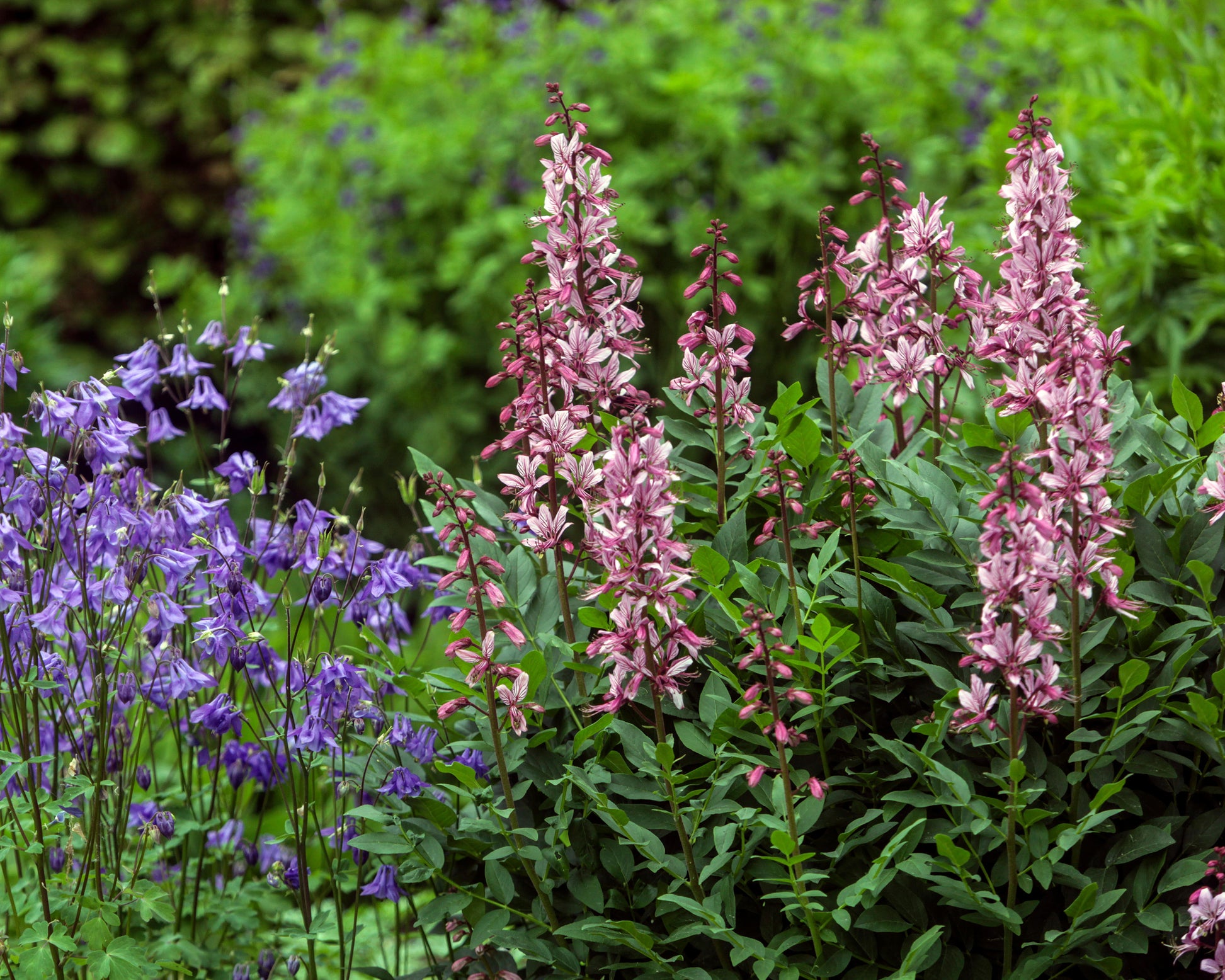 Dictamnus albus var. purpureus (dittany) bare roots — Buy purple ...