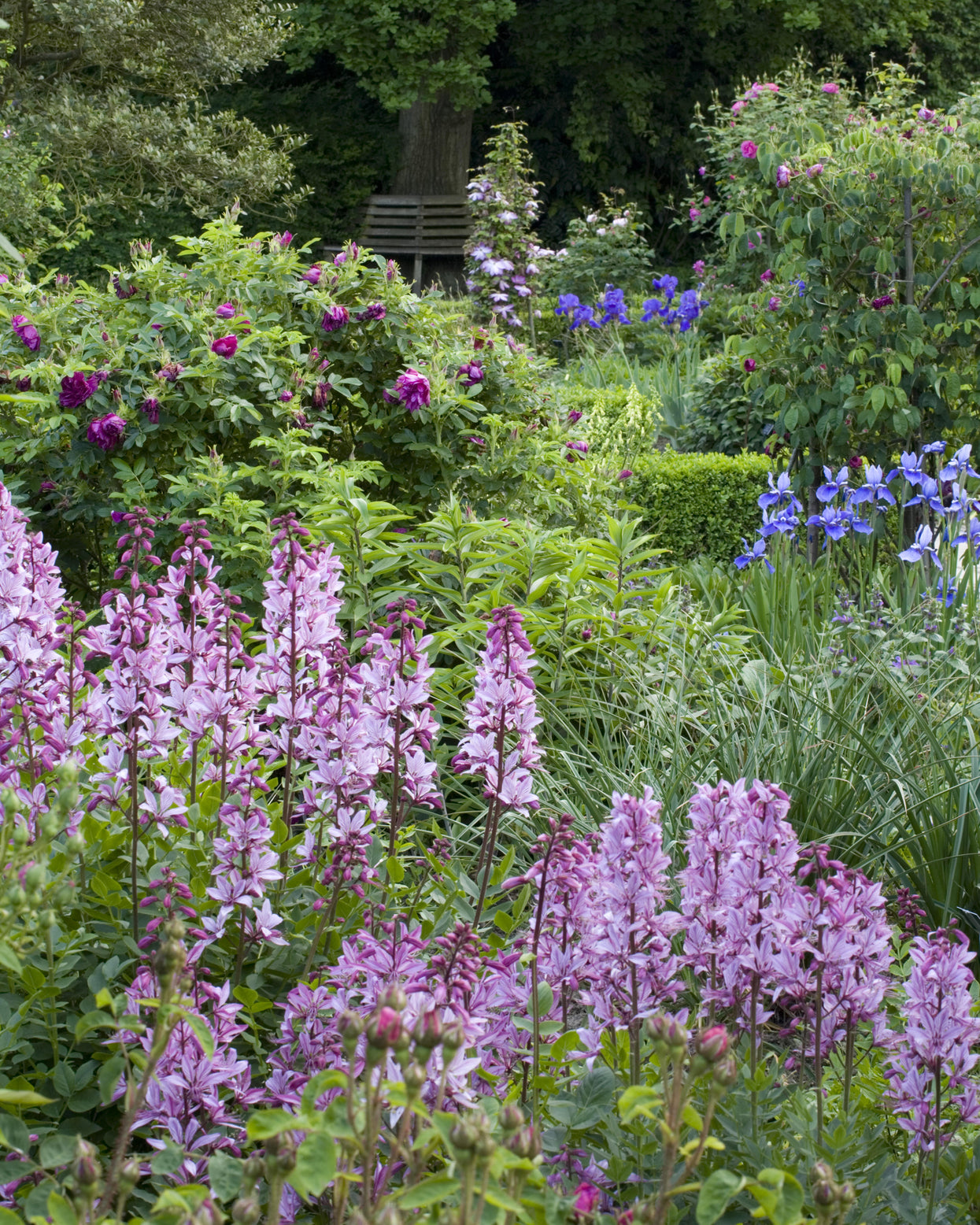 Dictamnus albus var. purpureus (dittany) bare roots — Buy purple ...