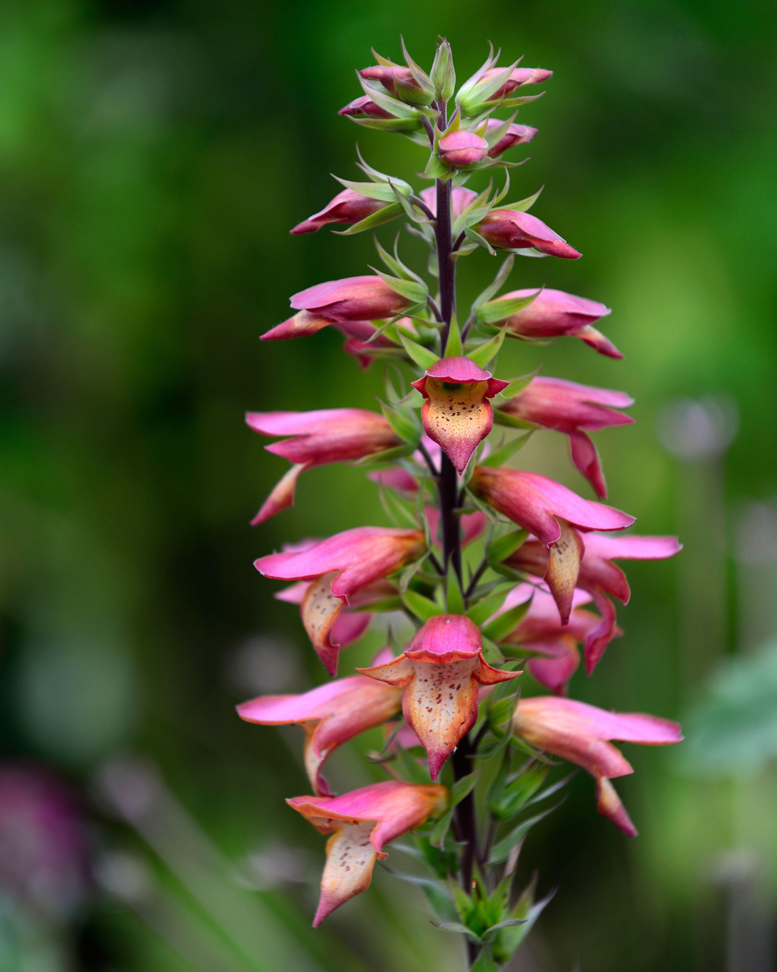 Digitalis 'Firebird' | Buy foxgloves online at Farmer Gracy UK
