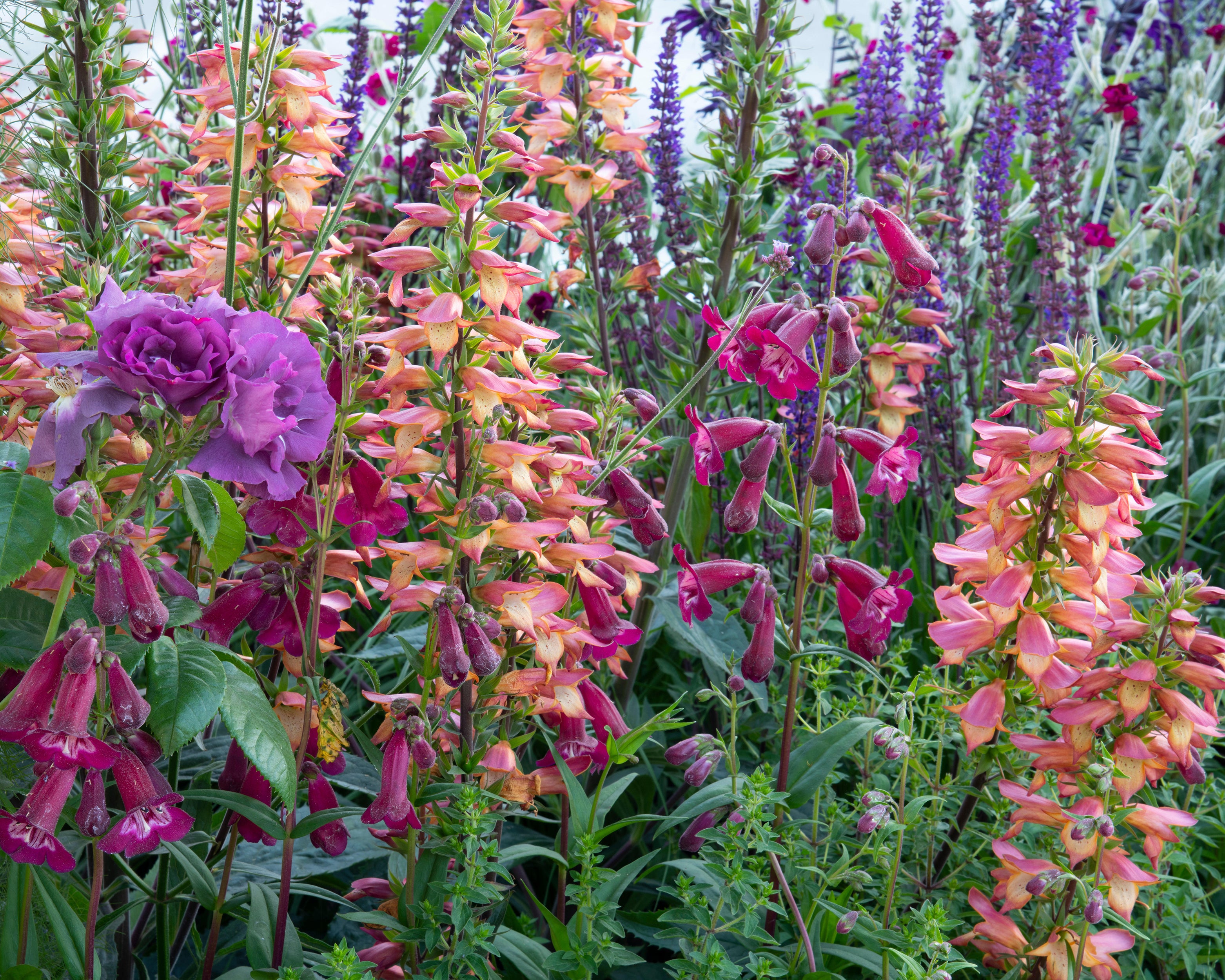 Digitalis 'Firebird' | Buy foxgloves online at Farmer Gracy UK