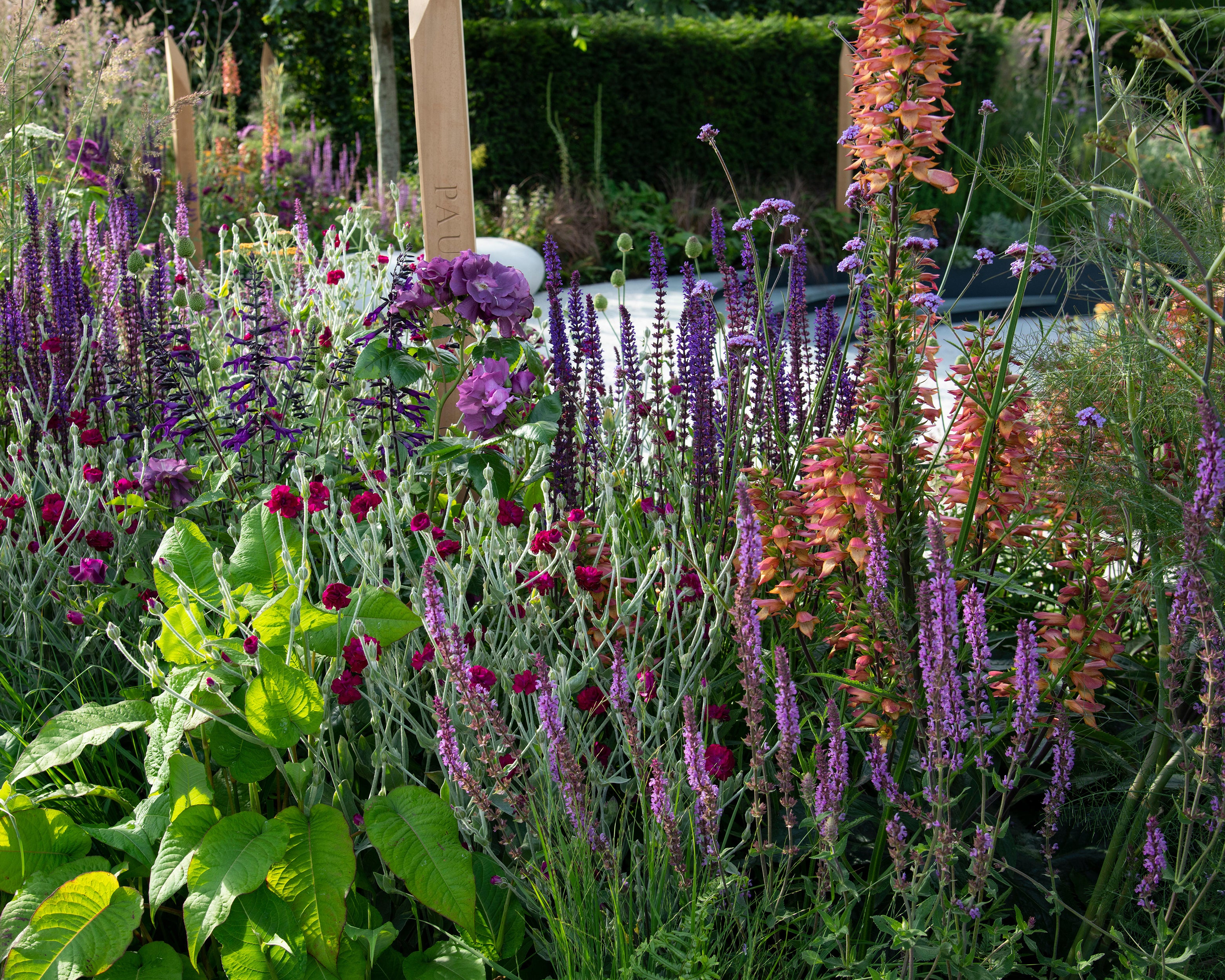 Digitalis 'Firebird' | Buy foxgloves online at Farmer Gracy UK