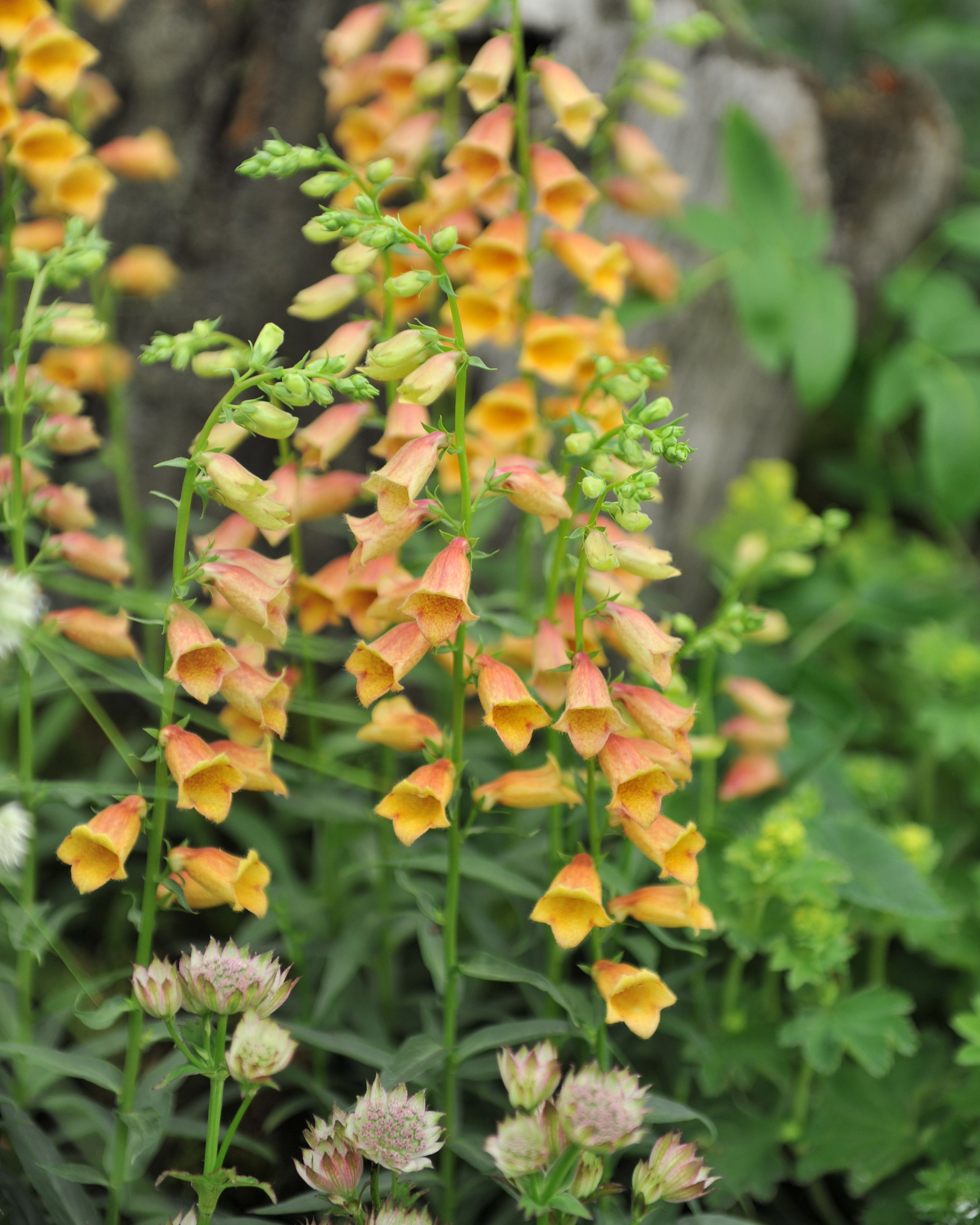 Digitalis 'Goldcrest' | Buy foxgloves online at Farmer Gracy UK
