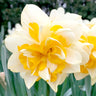 Narcissus & Daffodil Bulbs — Buy daffodils online at Farmer Gracy UK