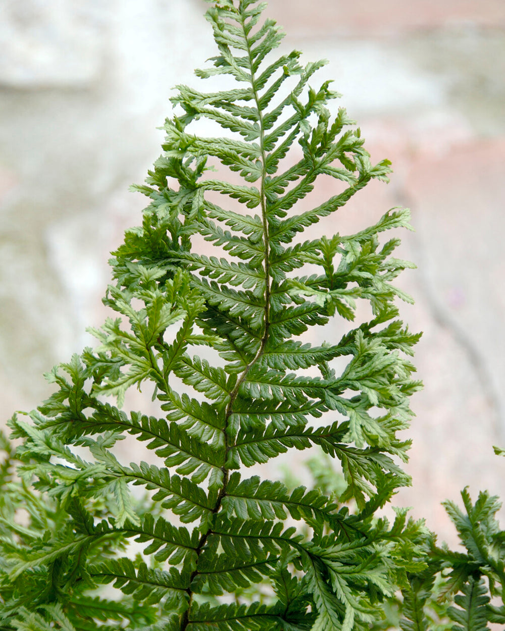 Dryopteris affinis 'Cristata' (scaly male fern) bare roots | Buy online ...
