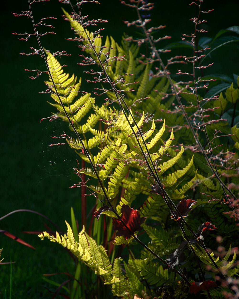 Dryopteris erythrosora (copper shield fern) bare roots | Buy online at ...