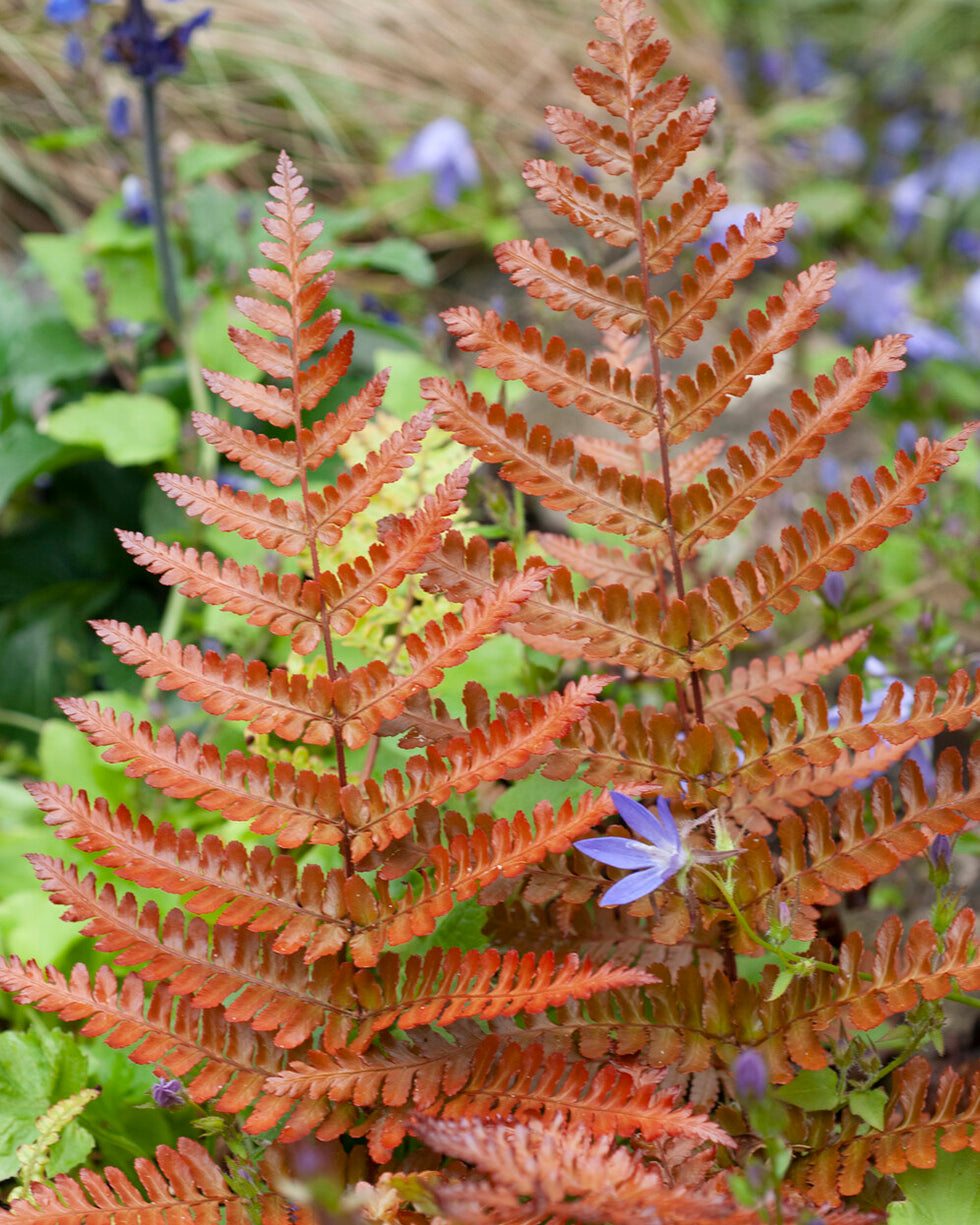 Dryopteris erythrosora (copper shield fern) bare roots | Buy online at ...