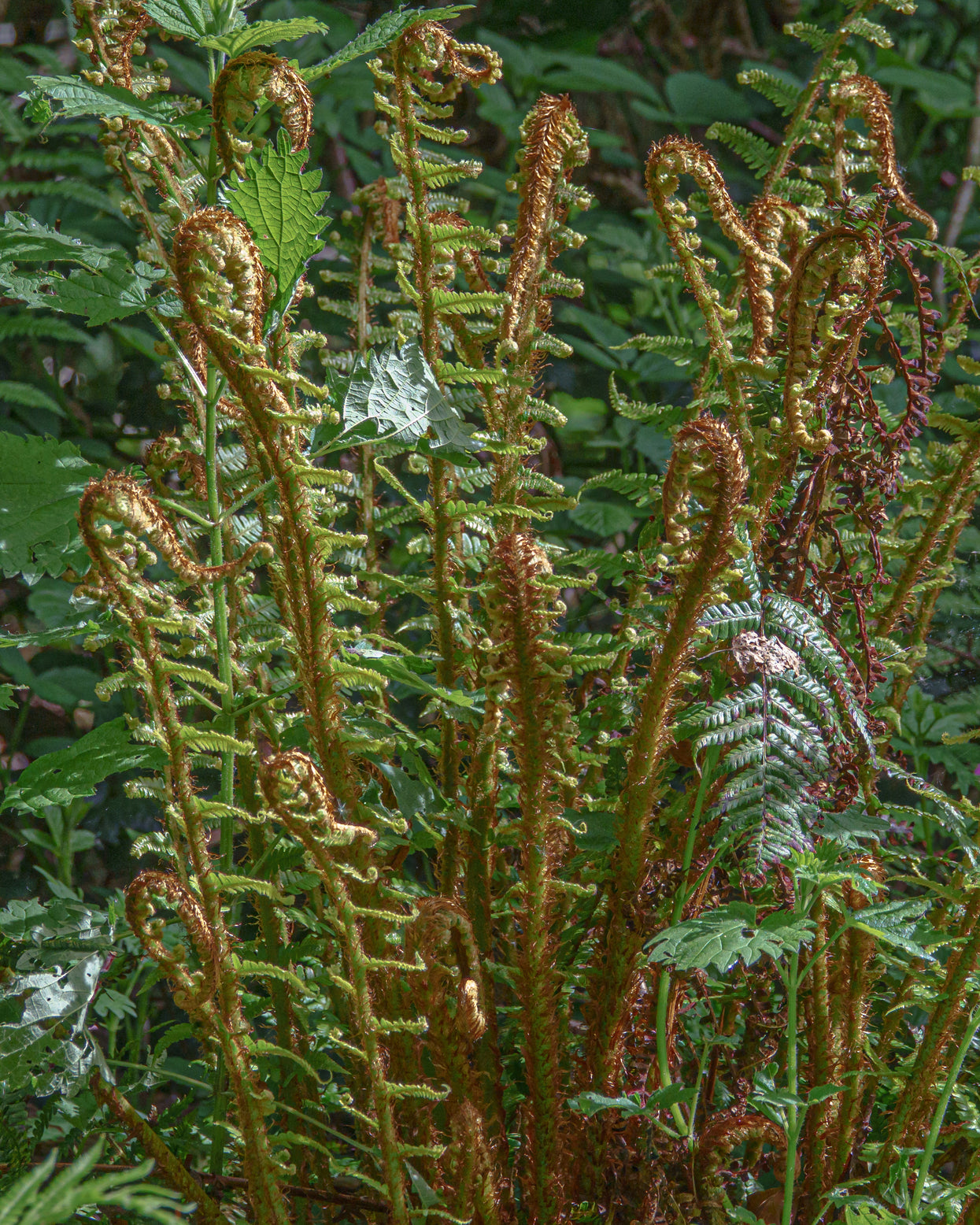 Dryopteris erythrosora (copper shield fern) bare roots | Buy online at ...