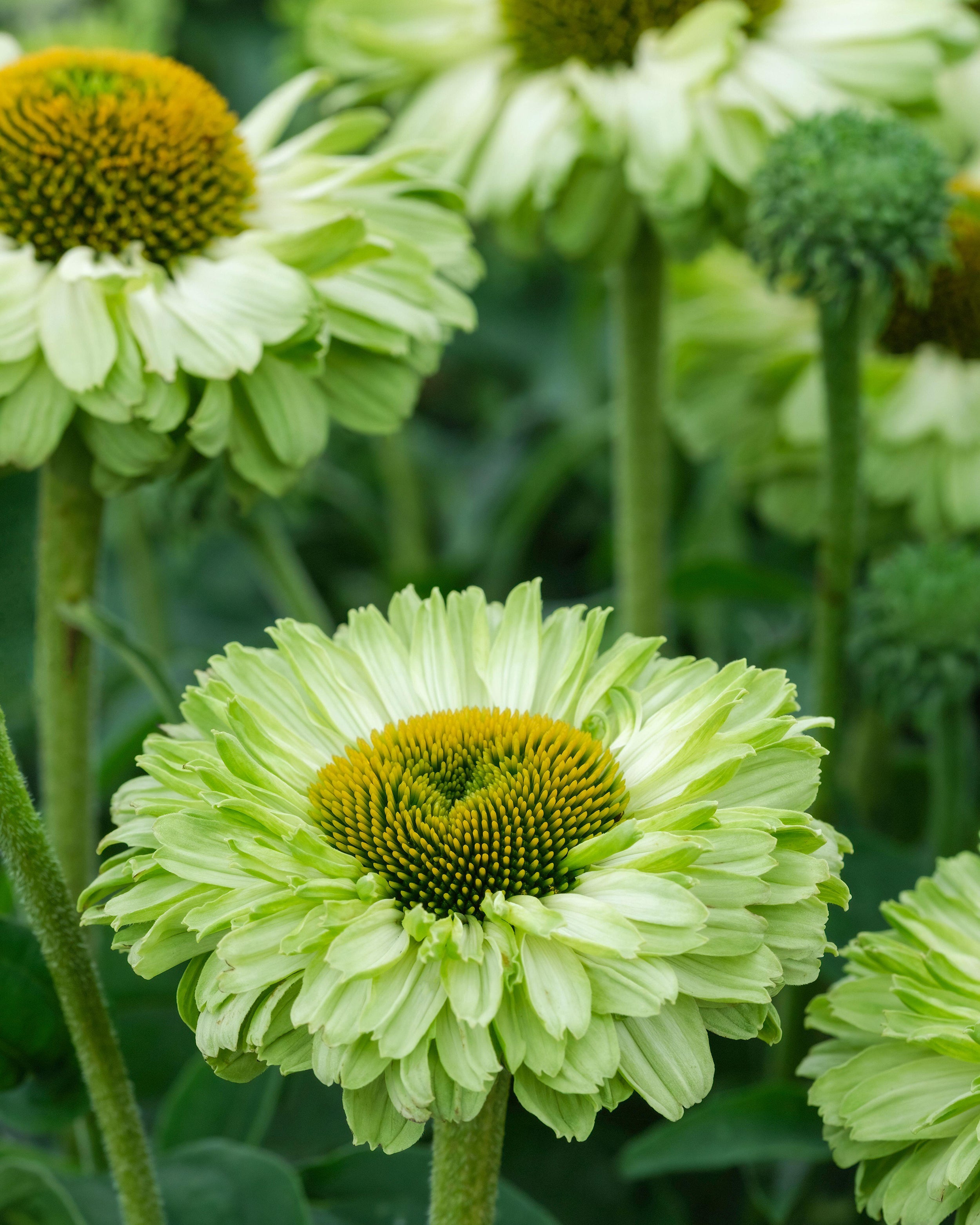 Echinacea 'Sunseekers Apple Green' bare roots — Buy exclusive ...