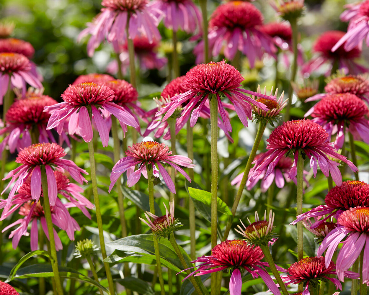 Echinacea 'Double Scoop Bubblegum' bare roots | Buy pink double ...