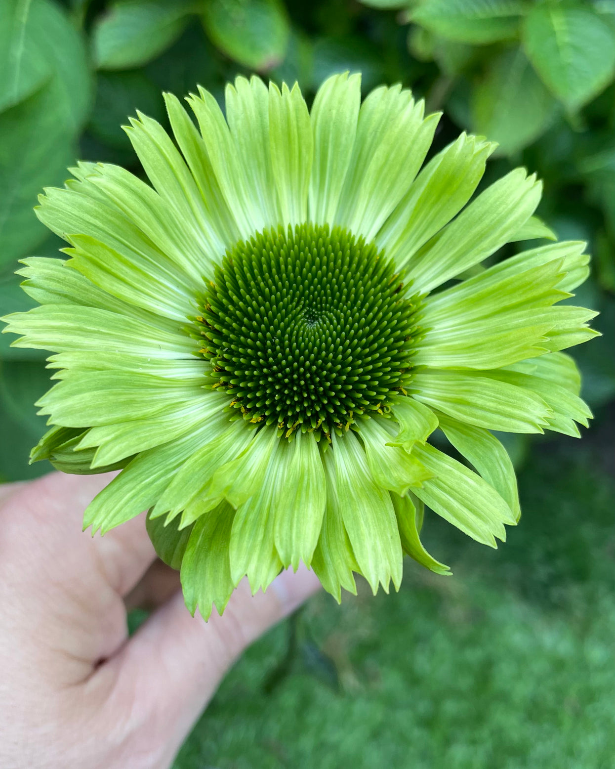 Echinacea purpurea 'Green Jewel' bare roots | Buy green 'Coneflowers ...