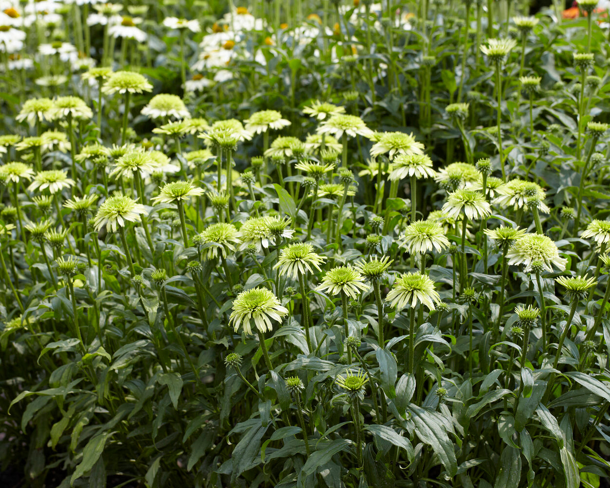 Echinacea purpurea 'Honeydew' bare roots | Buy coneflowers online at ...