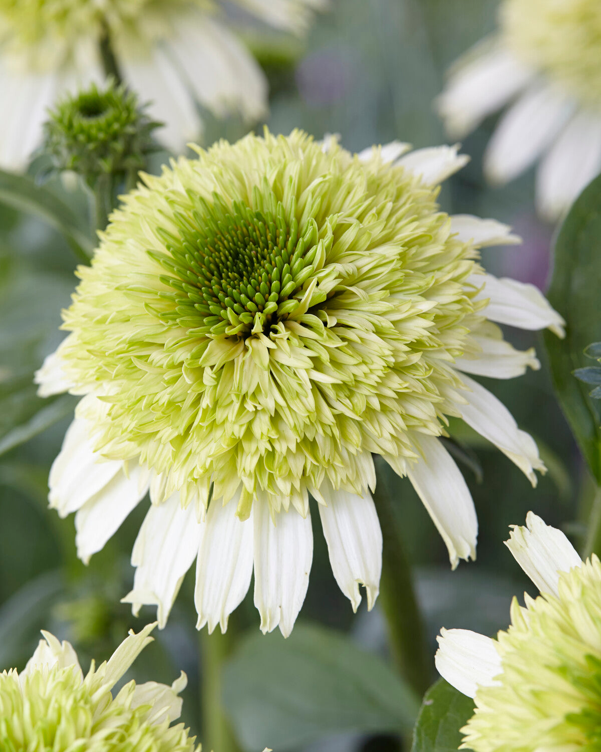 Echinacea purpurea 'Honeydew' bare roots | Buy coneflowers online at ...