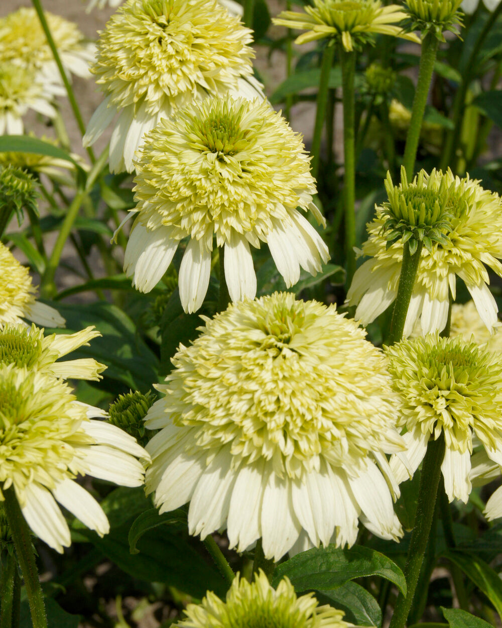 Echinacea purpurea 'Honeydew' bare roots | Buy coneflowers online at ...