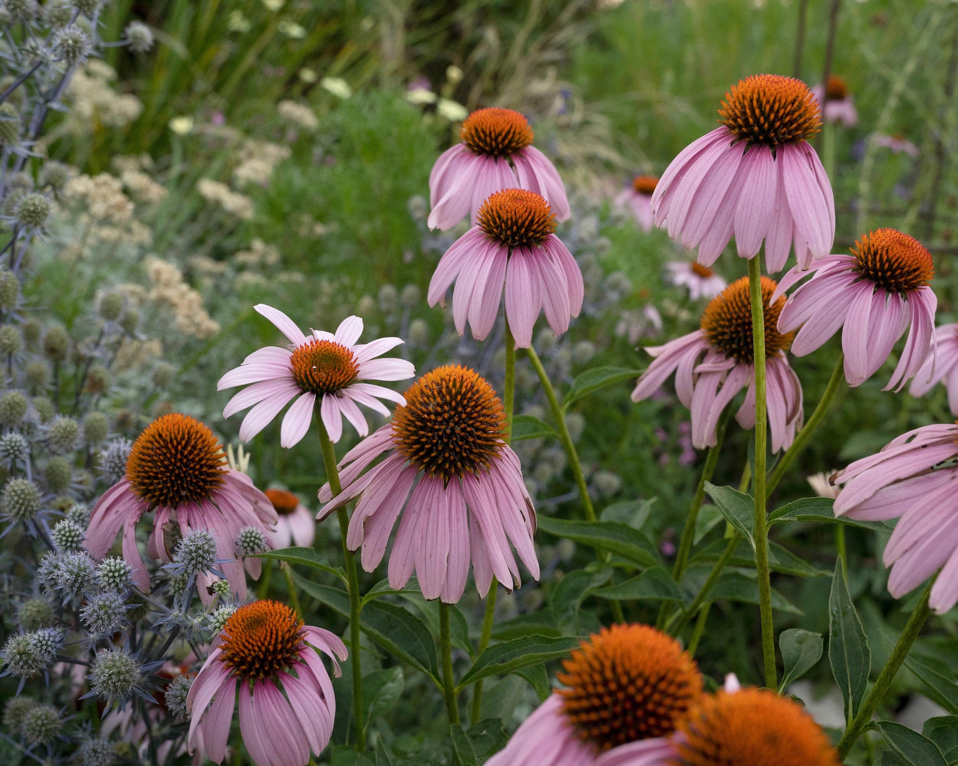 Echinacea purpurea 'Magnus' bare roots — Buy pink coneflowers online at ...