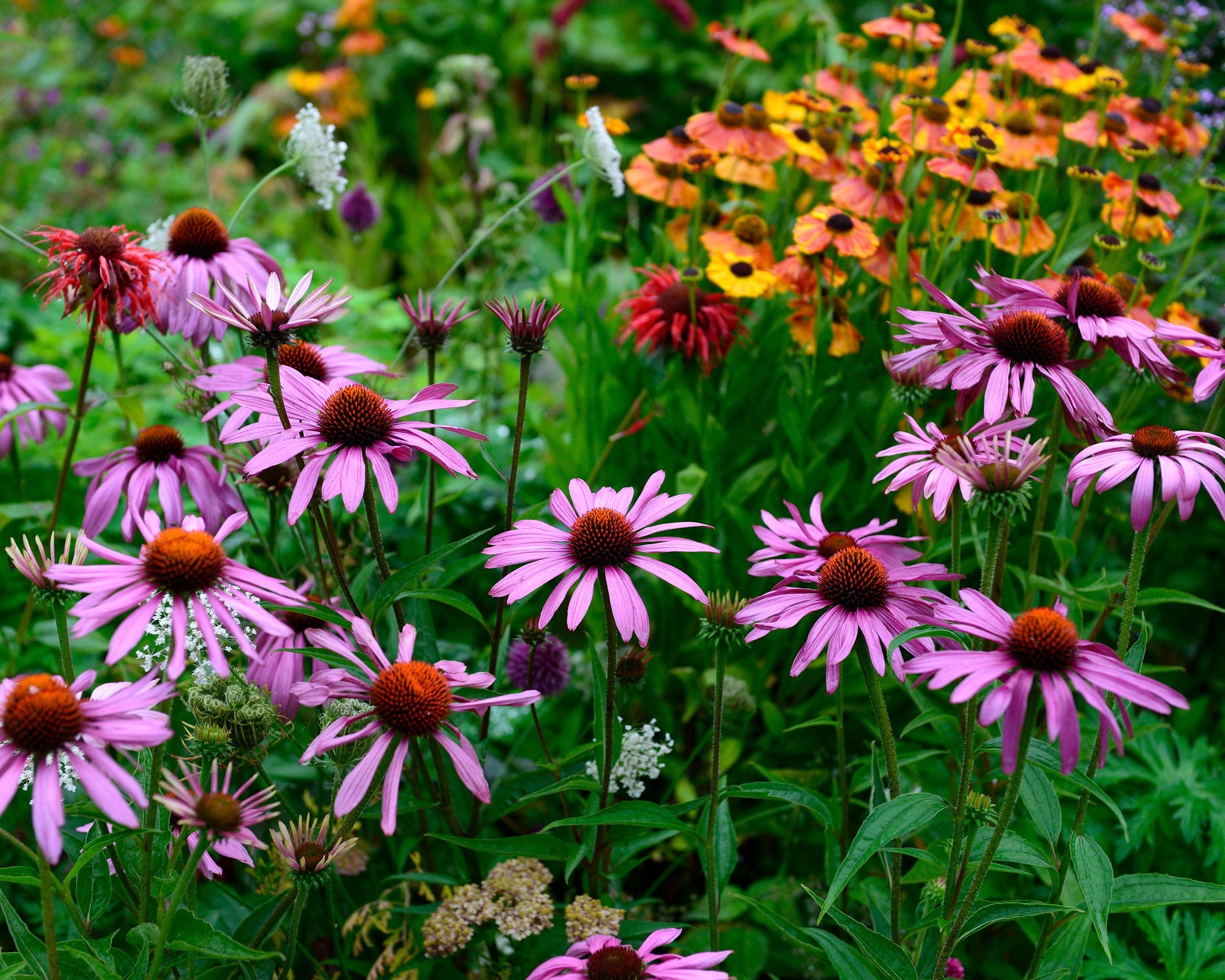 Echinacea purpurea 'Magnus' bare roots | Buy pink coneflowers online at ...