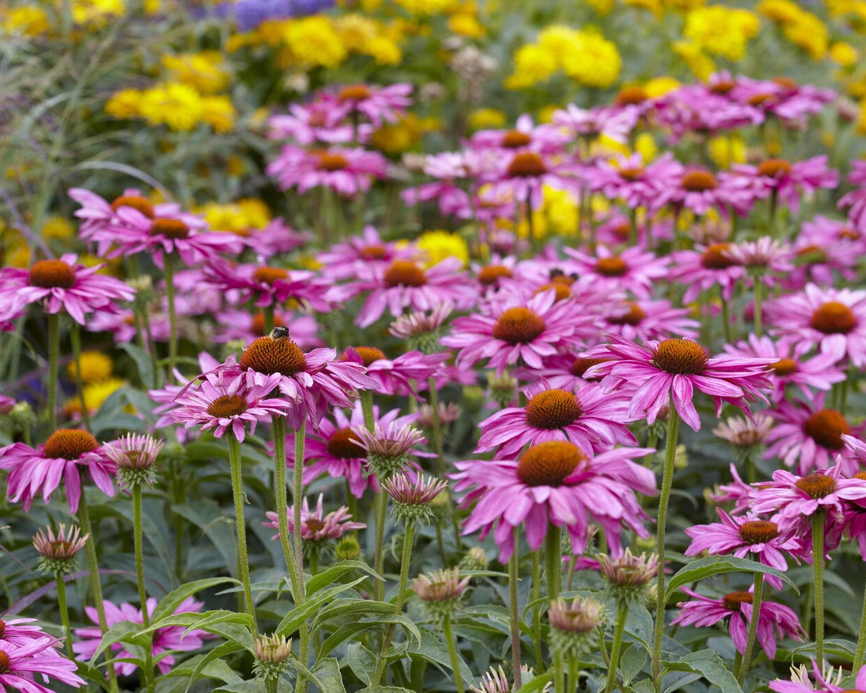 Echinacea purpurea 'Magnus' bare roots — Buy pink coneflowers online at ...