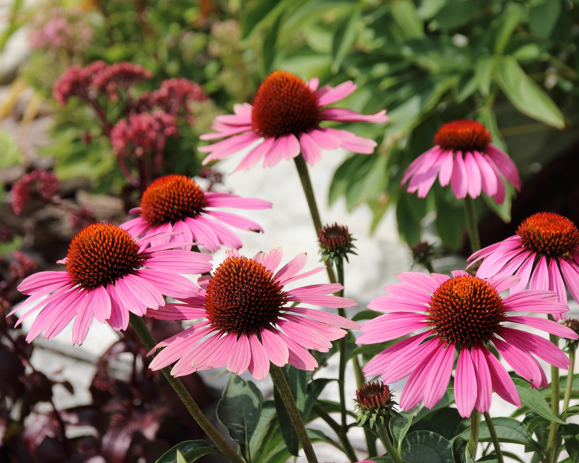 Echinacea purpurea 'Magnus' bare roots | Buy pink coneflowers online at ...