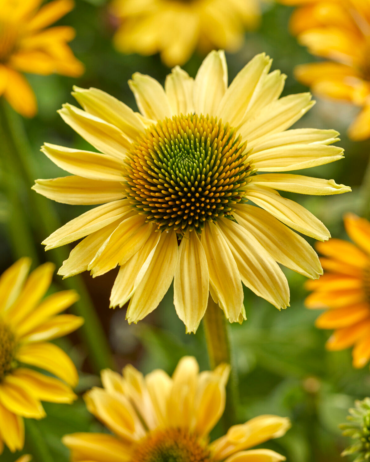 Echinacea purpurea 'Mellow Yellows' bare roots | Buy yellow coneflowers ...