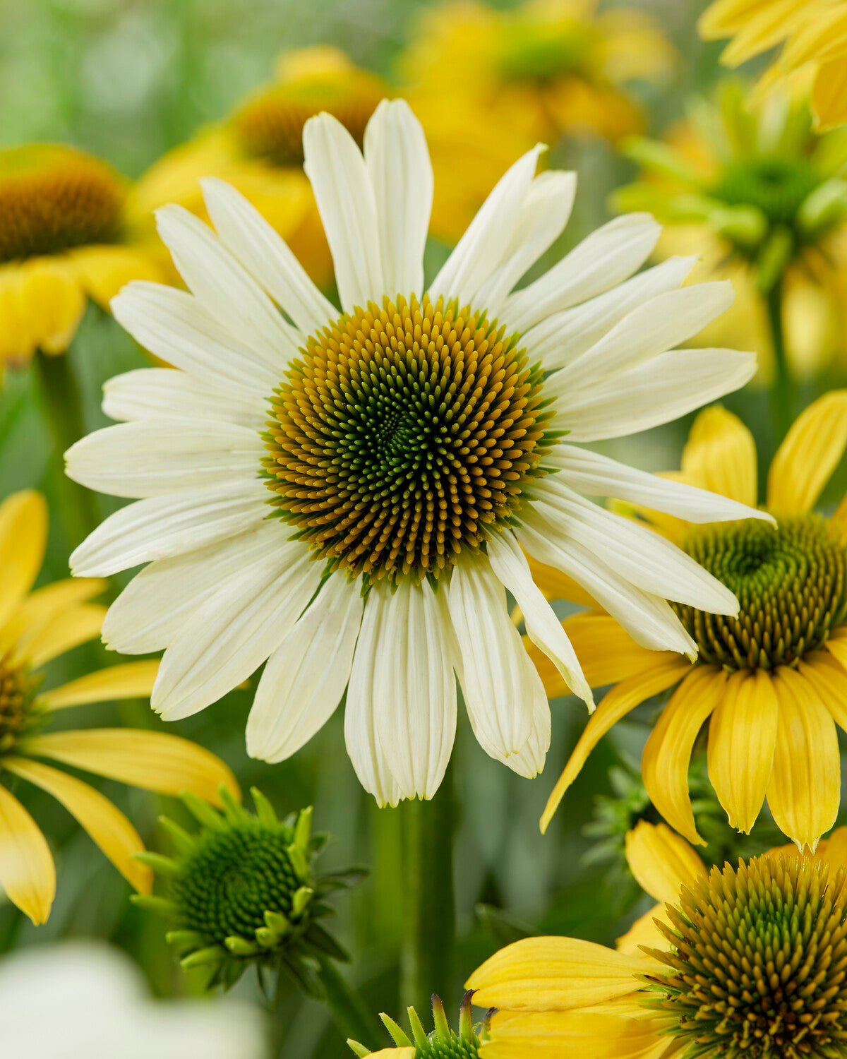 Echinacea purpurea 'Mellow Yellows' bare roots | Buy yellow coneflowers ...