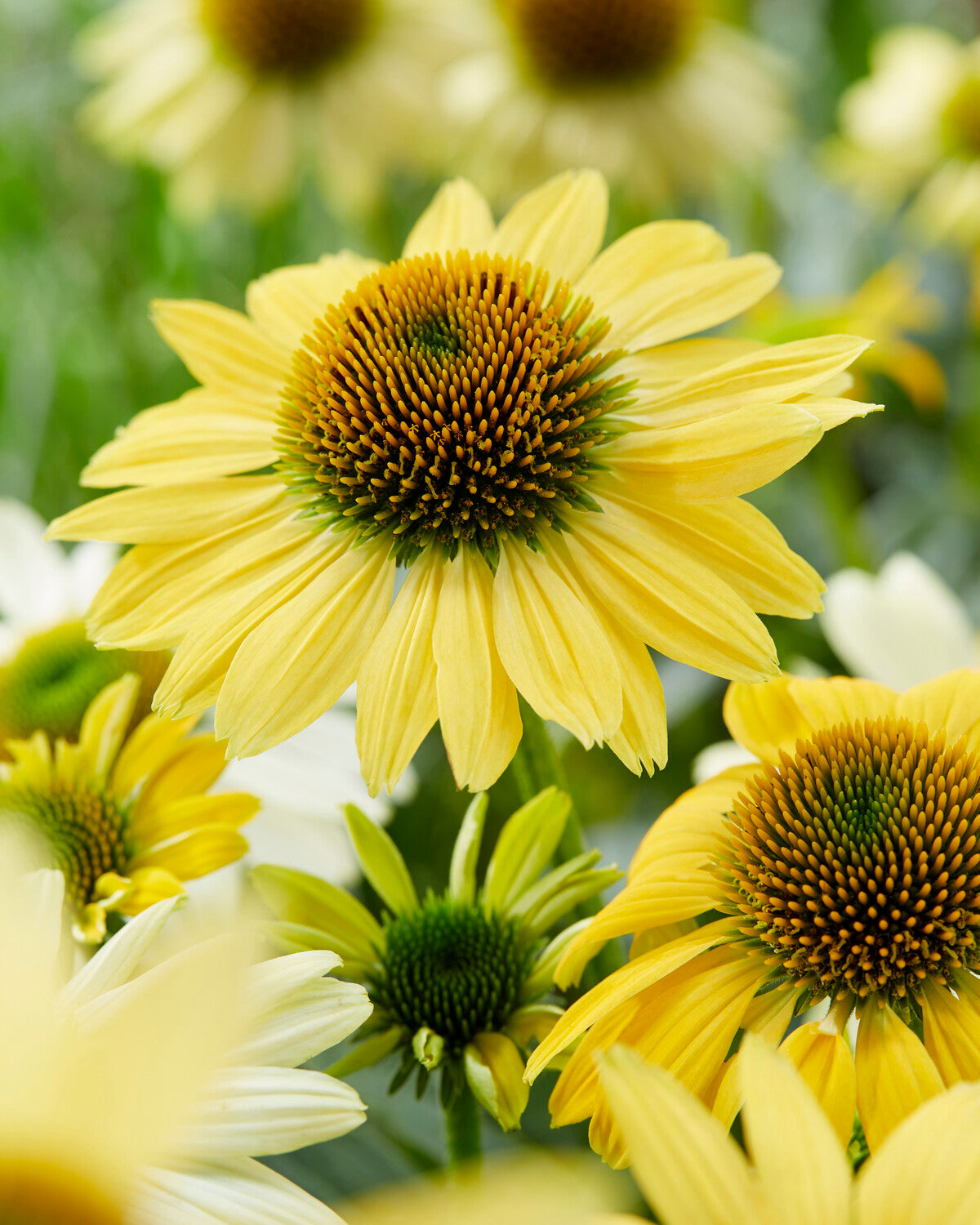 Echinacea purpurea 'Mellow Yellows' bare roots | Buy yellow coneflowers ...