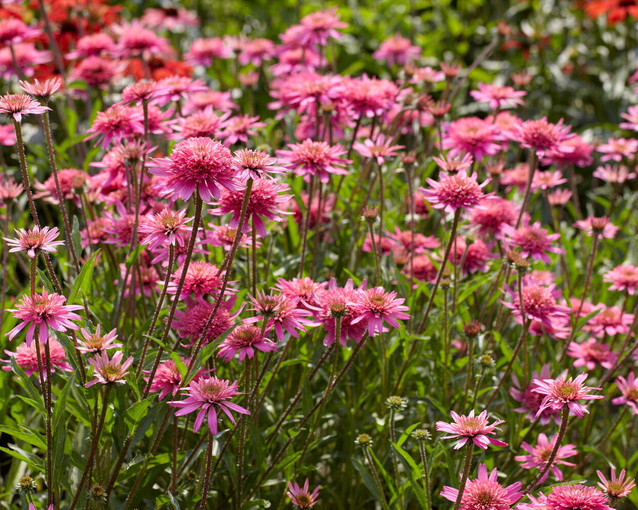 Echinacea purpurea 'Mini Belle' bare roots | Buy pink coneflowers ...