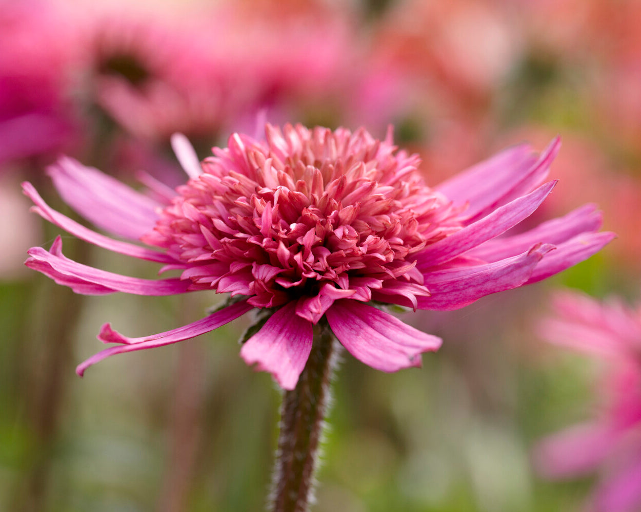 Echinacea purpurea 'Mini Belle' bare roots | Buy pink coneflowers ...