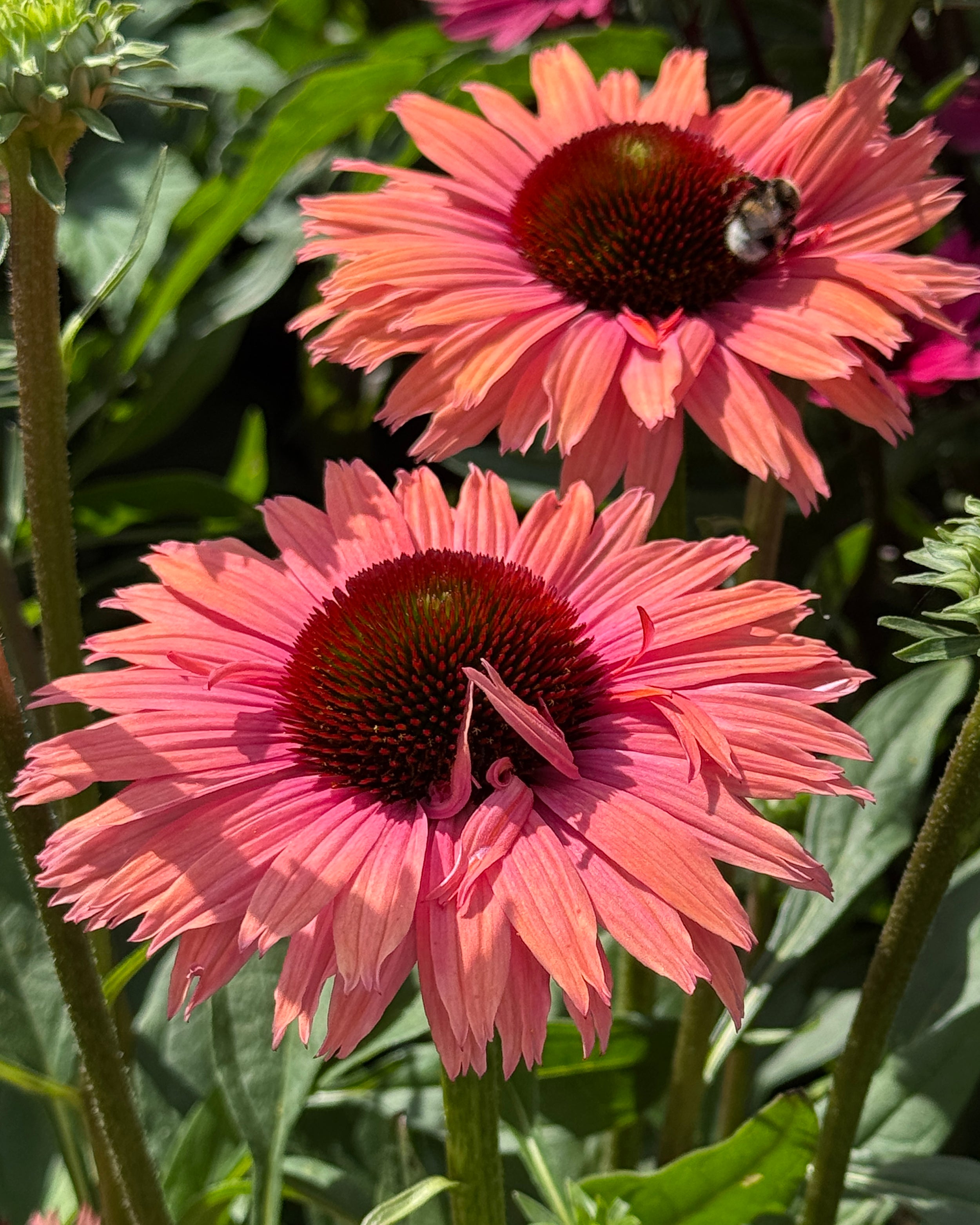 Echinacea 'Sunseekers Rainbow' bare roots — Buy exclusive coneflowers ...