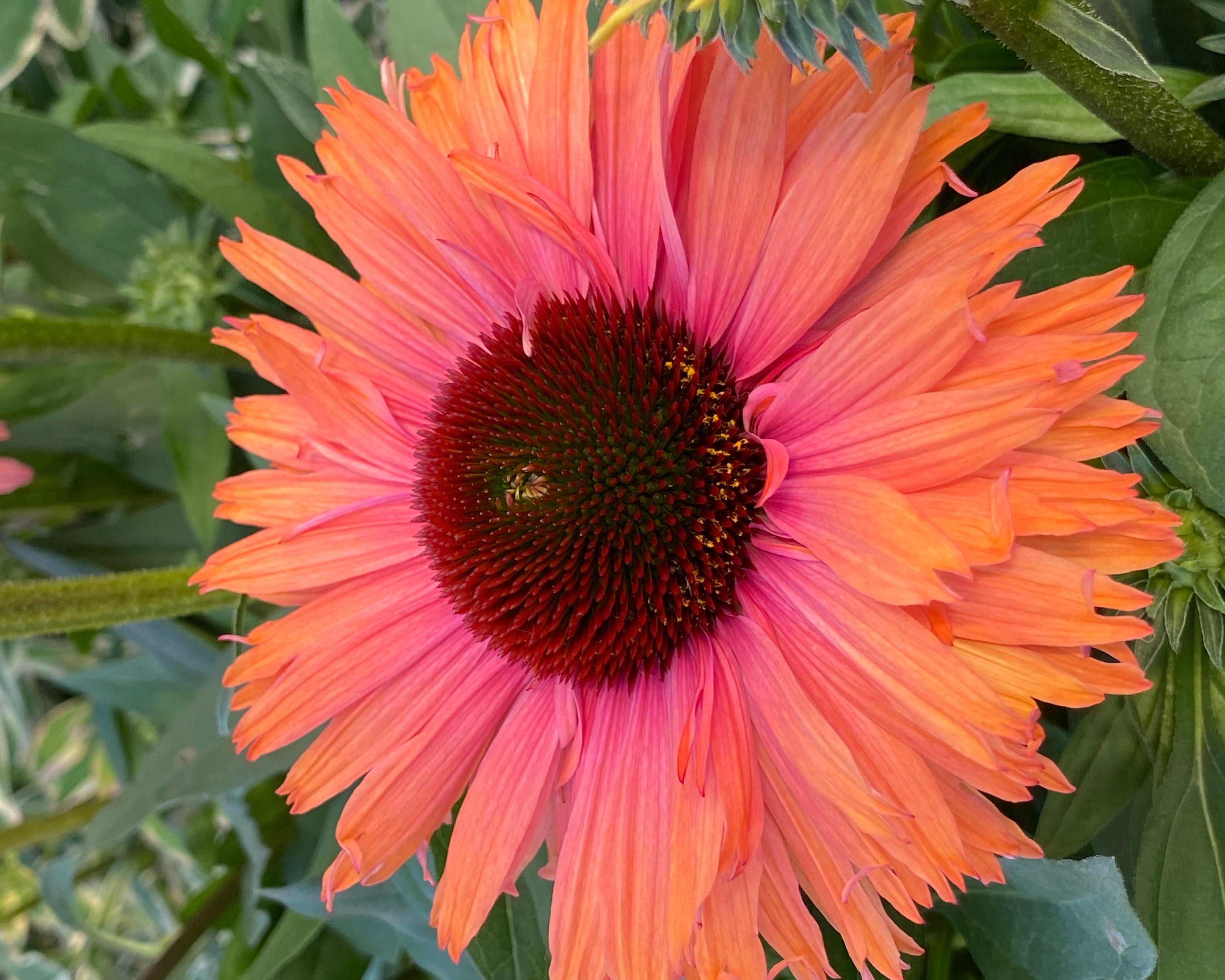 Echinacea 'Sunseekers Rainbow' bare roots — Buy exclusive coneflowers ...