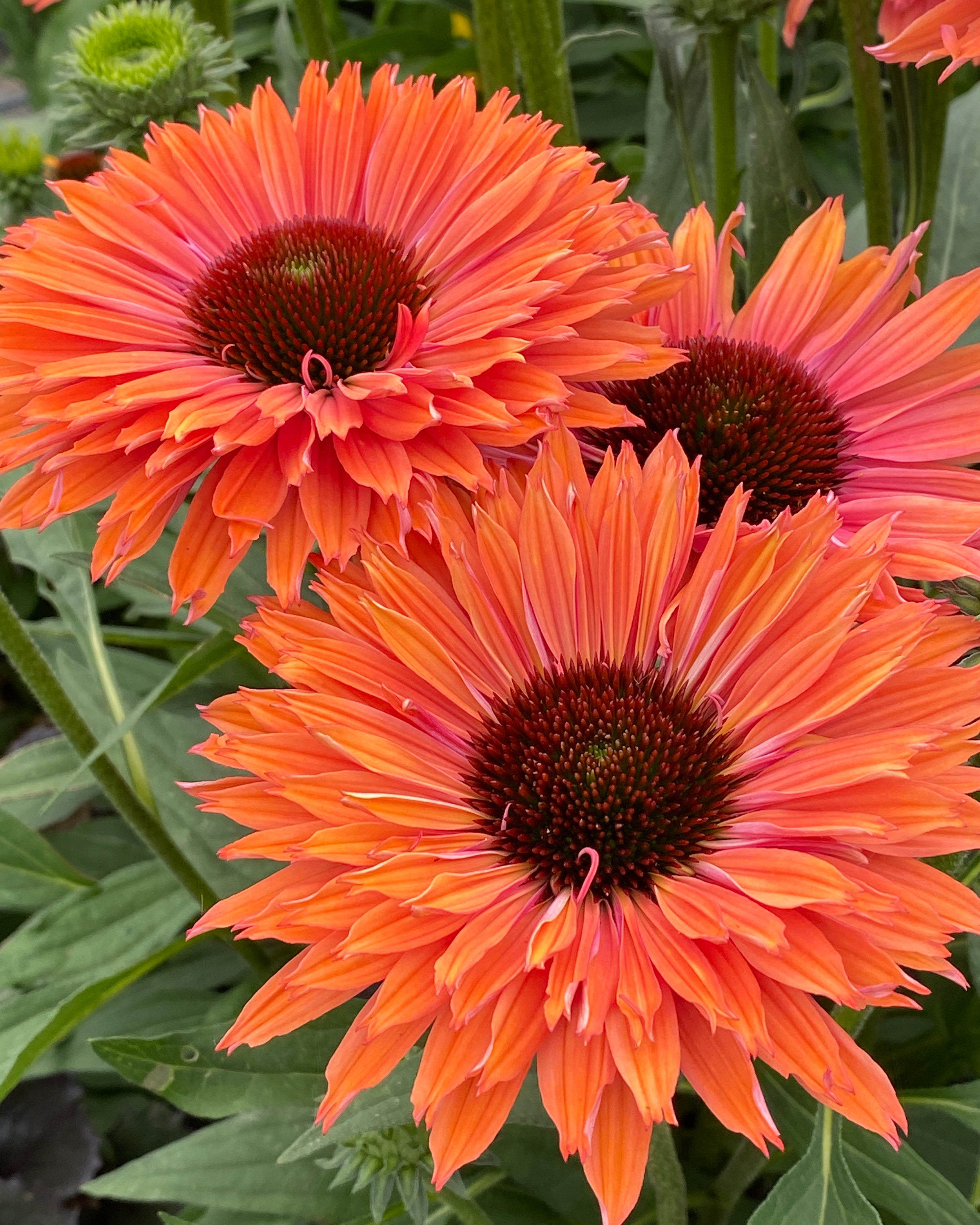Echinacea 'Sunseekers Rainbow' bare roots — Buy exclusive coneflowers ...