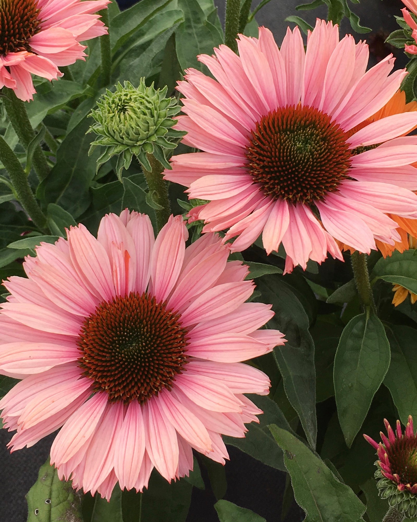 Echinacea 'Sunseekers Salmon' bare roots | Buy exclusive coneflowers ...