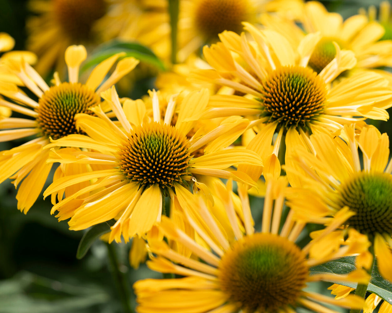 Echinacea 'Yellow Passion' bare roots | Buy yellow coneflowers online ...
