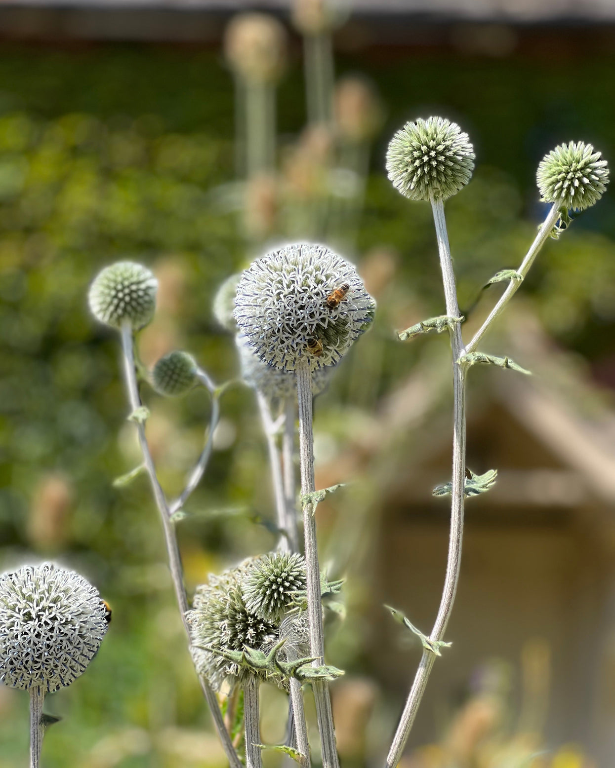Echinops sphaerocephalus 'Arctic Glow' bare roots — Buy white globe ...