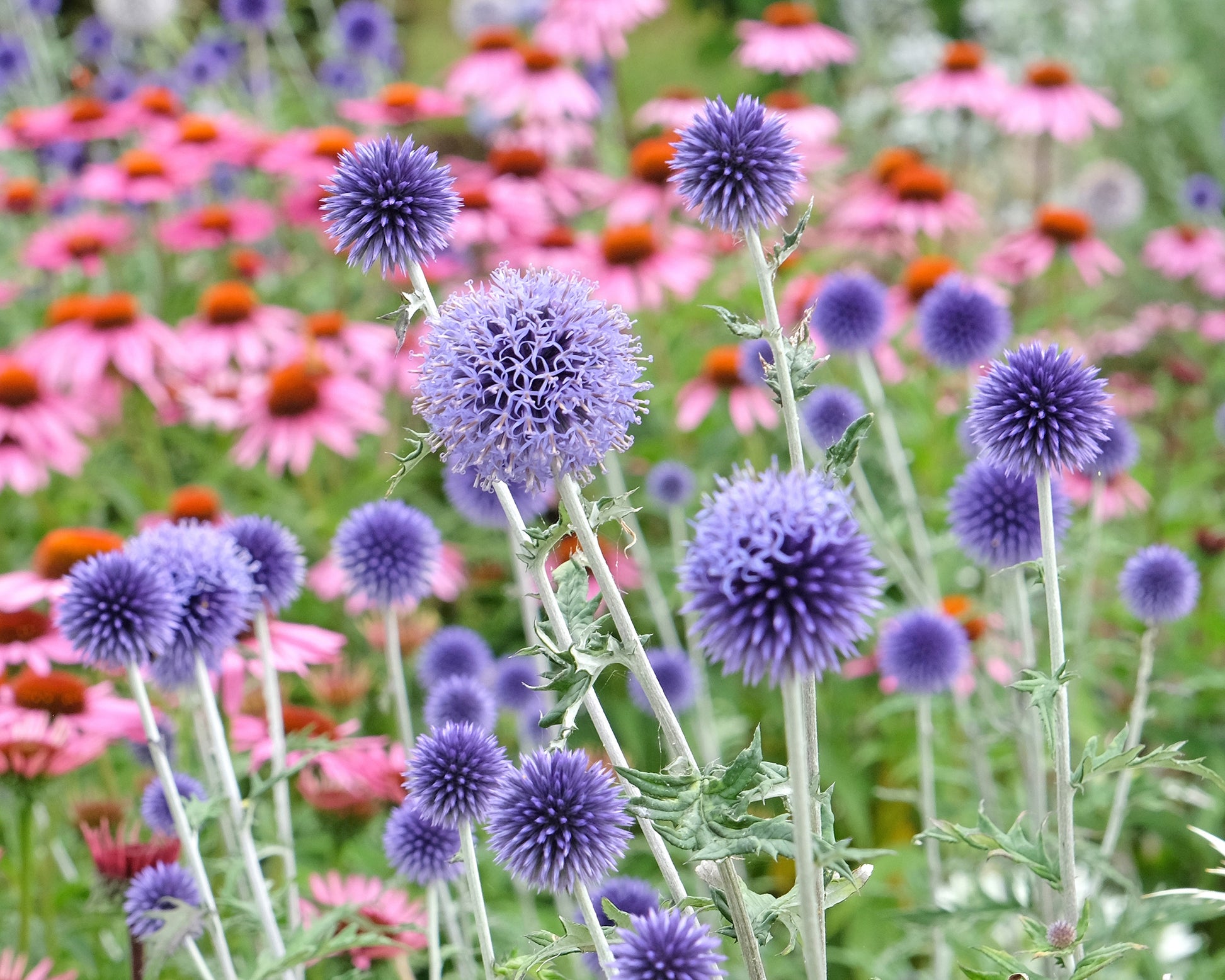 Echinops ritro 'Veitch's Blue' bare roots — Buy globe thistles online ...