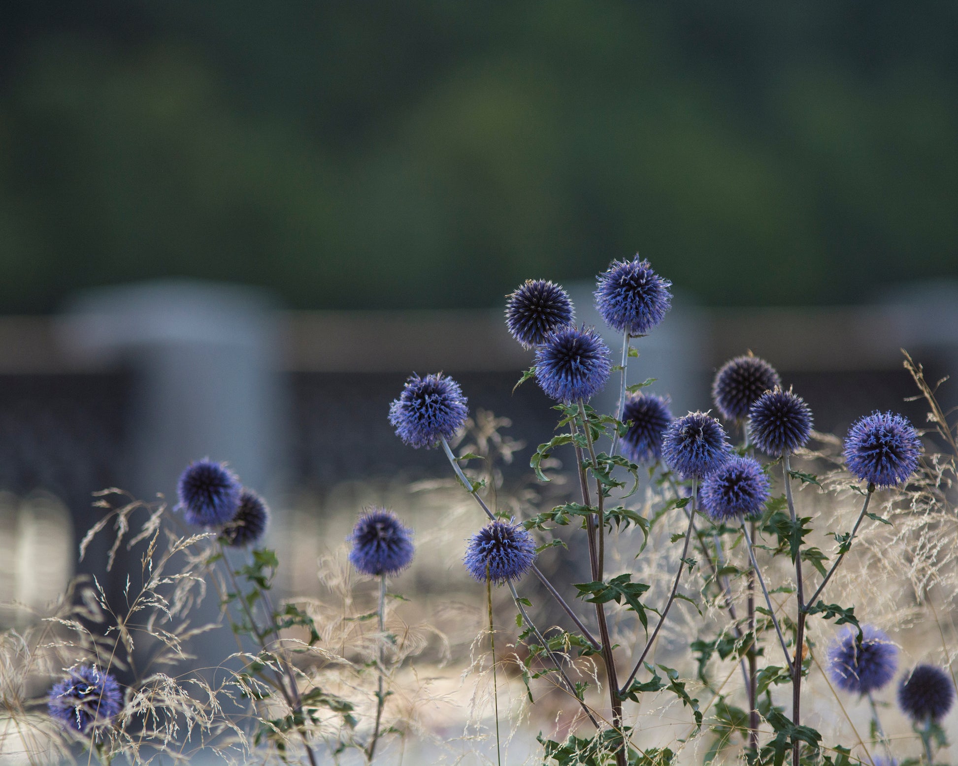 Echinops ritro 'Veitch's Blue' bare roots — Buy globe thistles online ...