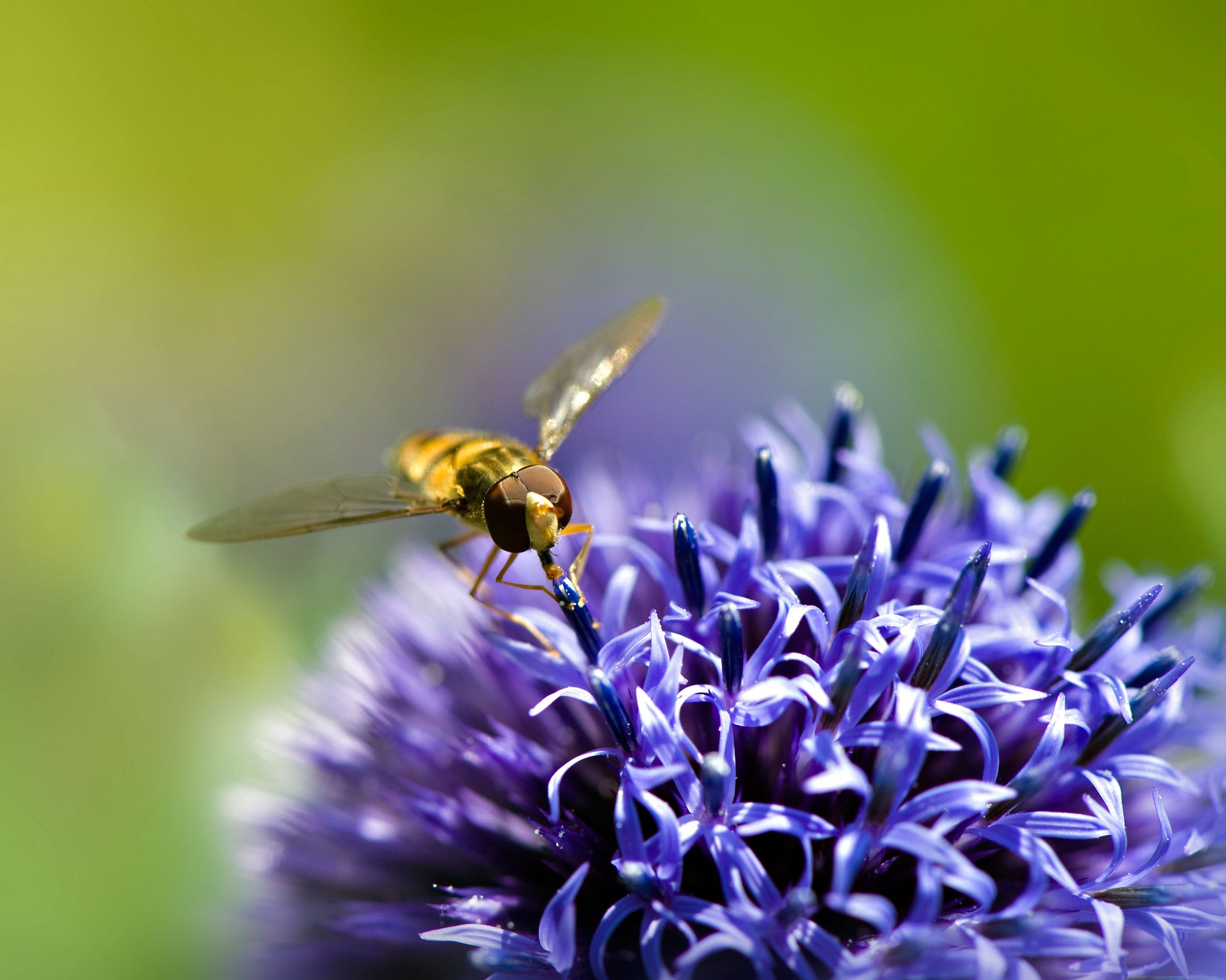 Echinops ritro 'Veitch's Blue' bare roots — Buy globe thistles online ...