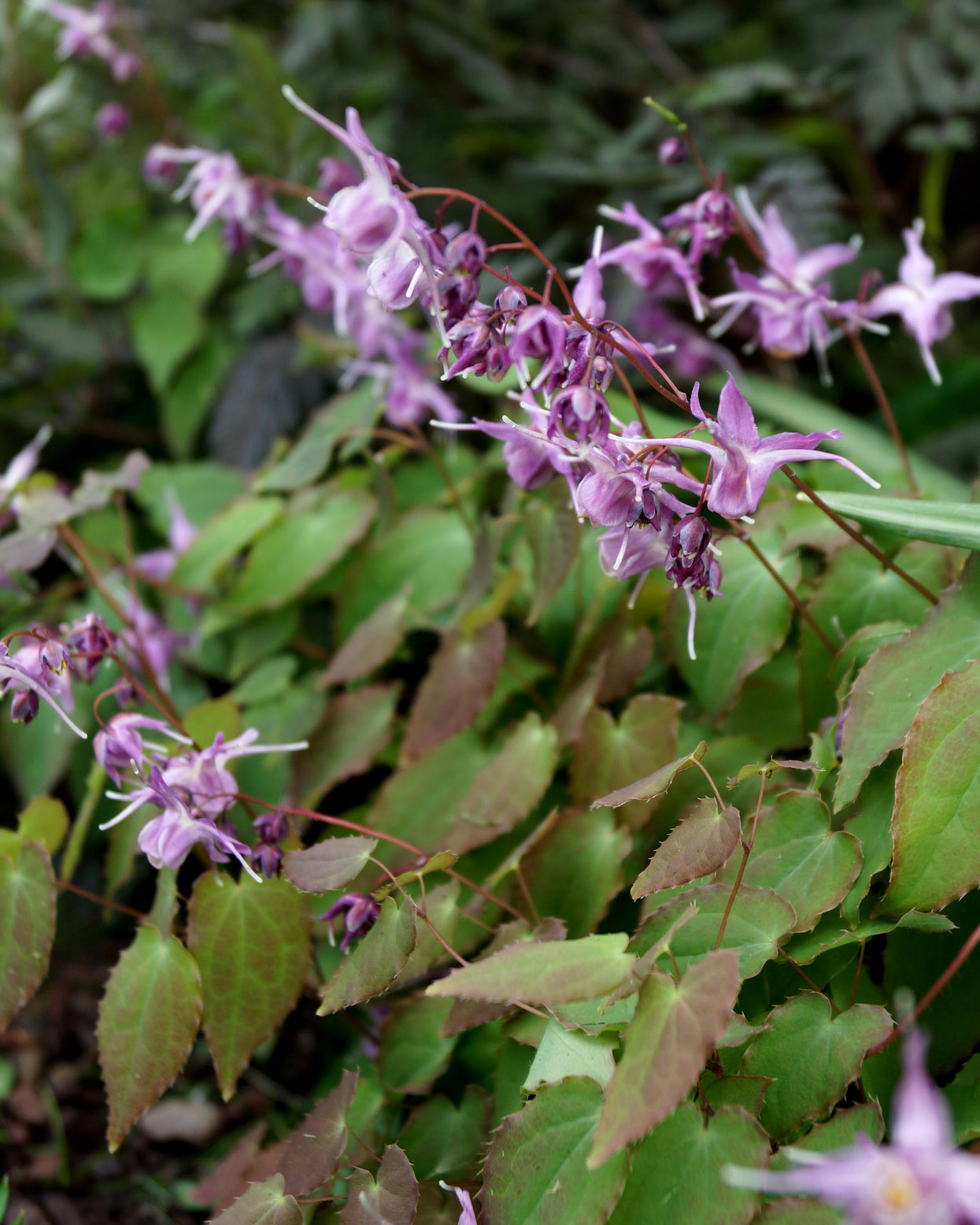 Epimedium grandiflorum 'Lilafee' bare roots | Buy purple barrenwort ...